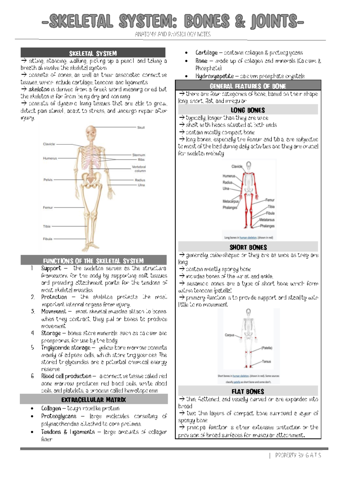 Skeletal System: Bones & Joints - SKELETAL SYSTEM → → → → FUNCTIONS OF THE SKELETAL SYSTEM ...