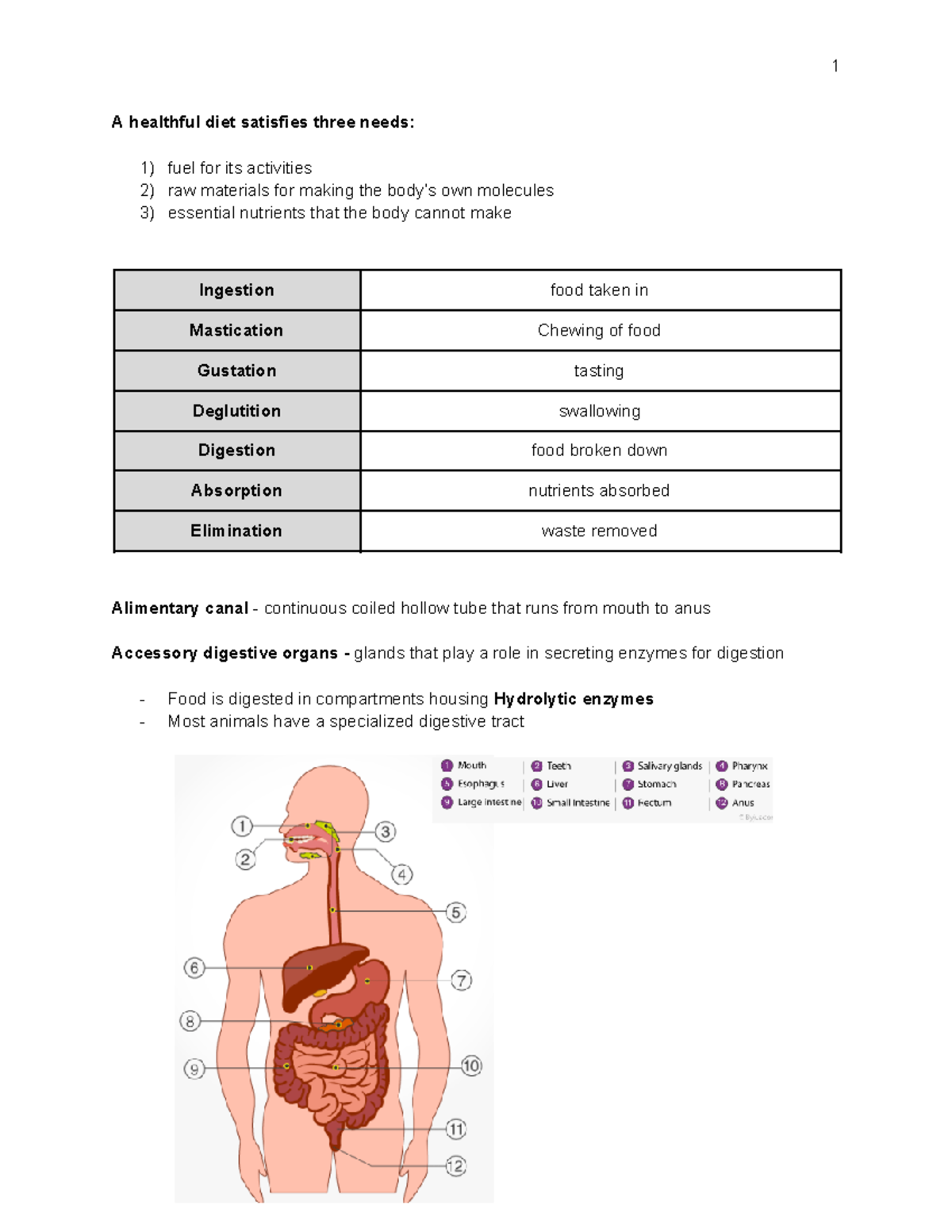 Digestive system - reviewer for major assessment - A healthful diet ...
