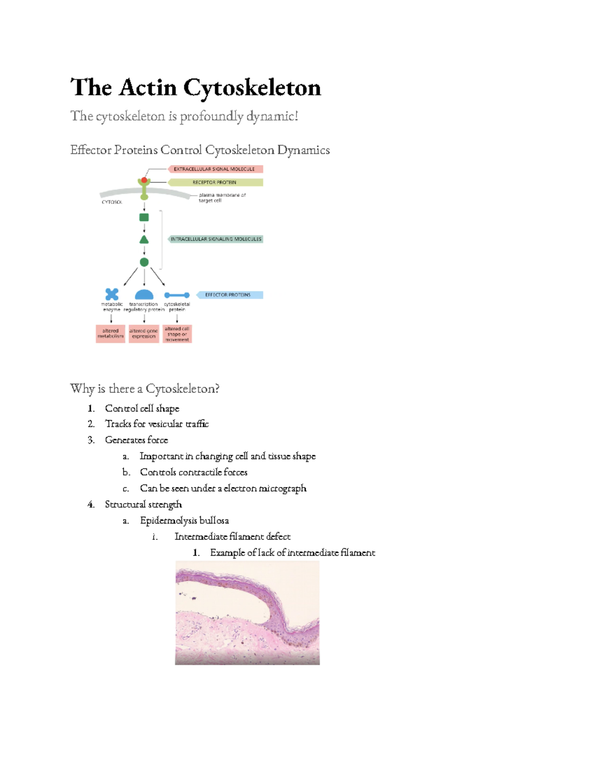 The Actin Cytoskeleton - Important in changing cell and tissue shape b ...