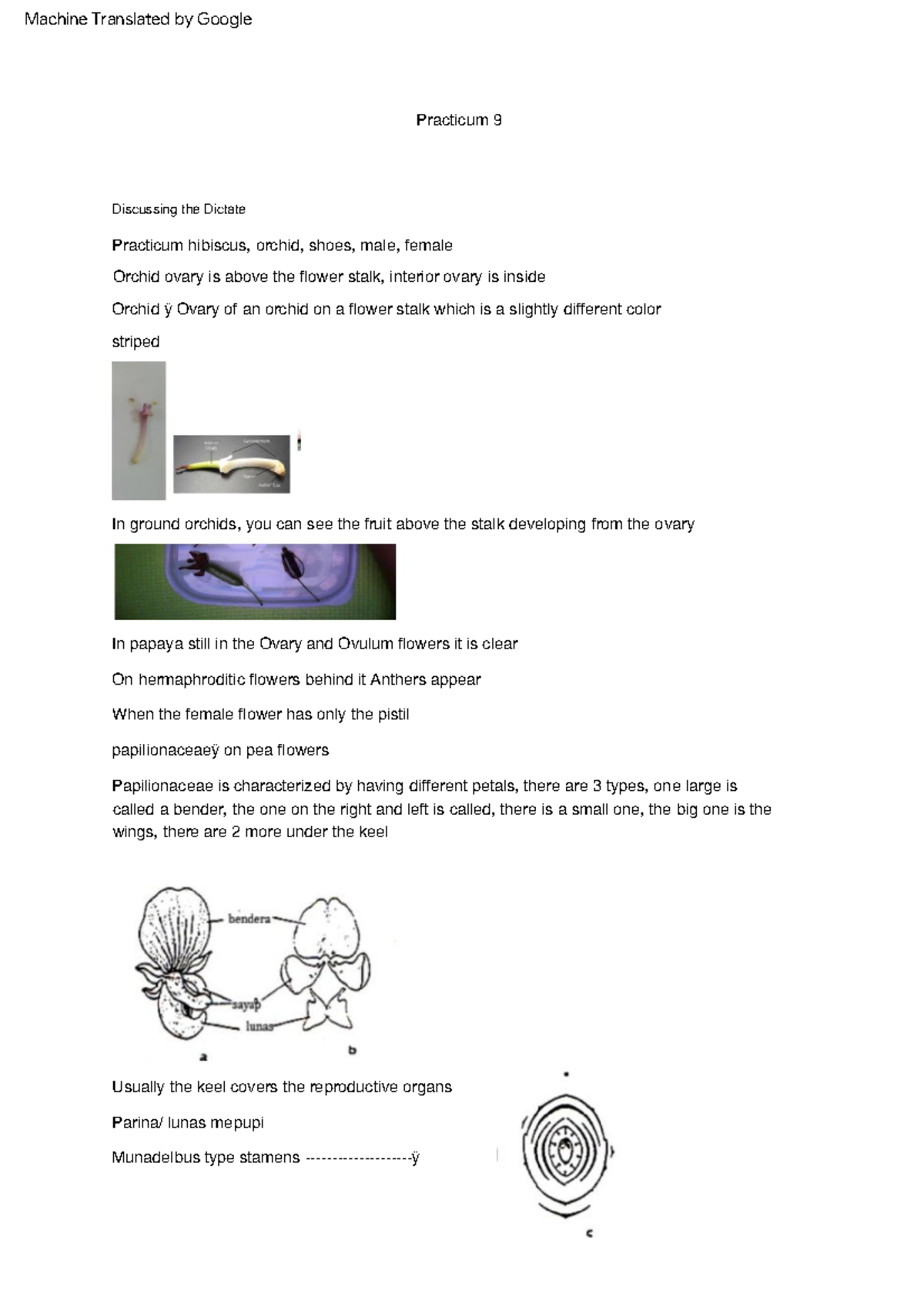 Meeting-9 Practicum hibiscus, orchid, shoes, male, female - On ...
