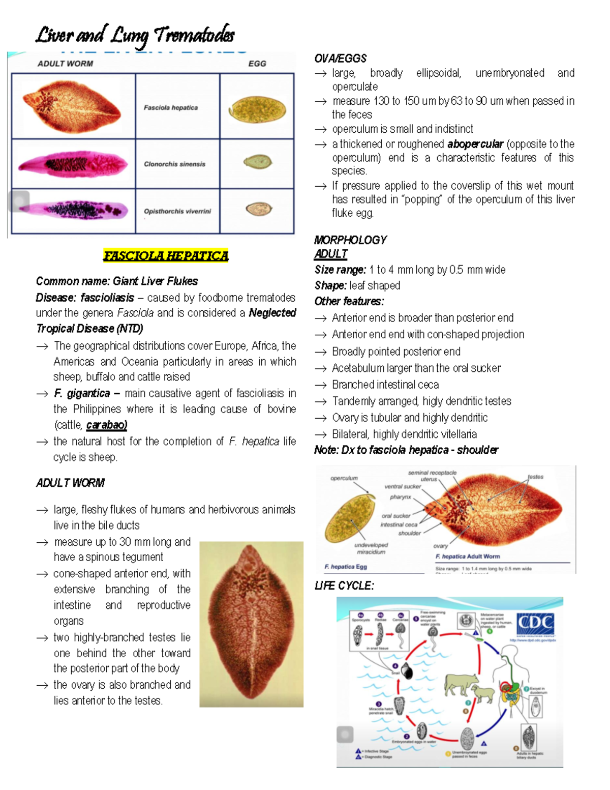 F4 Liver and Lung Flukes - FASCIOLA HEPATICA Common name: Giant Liver ...