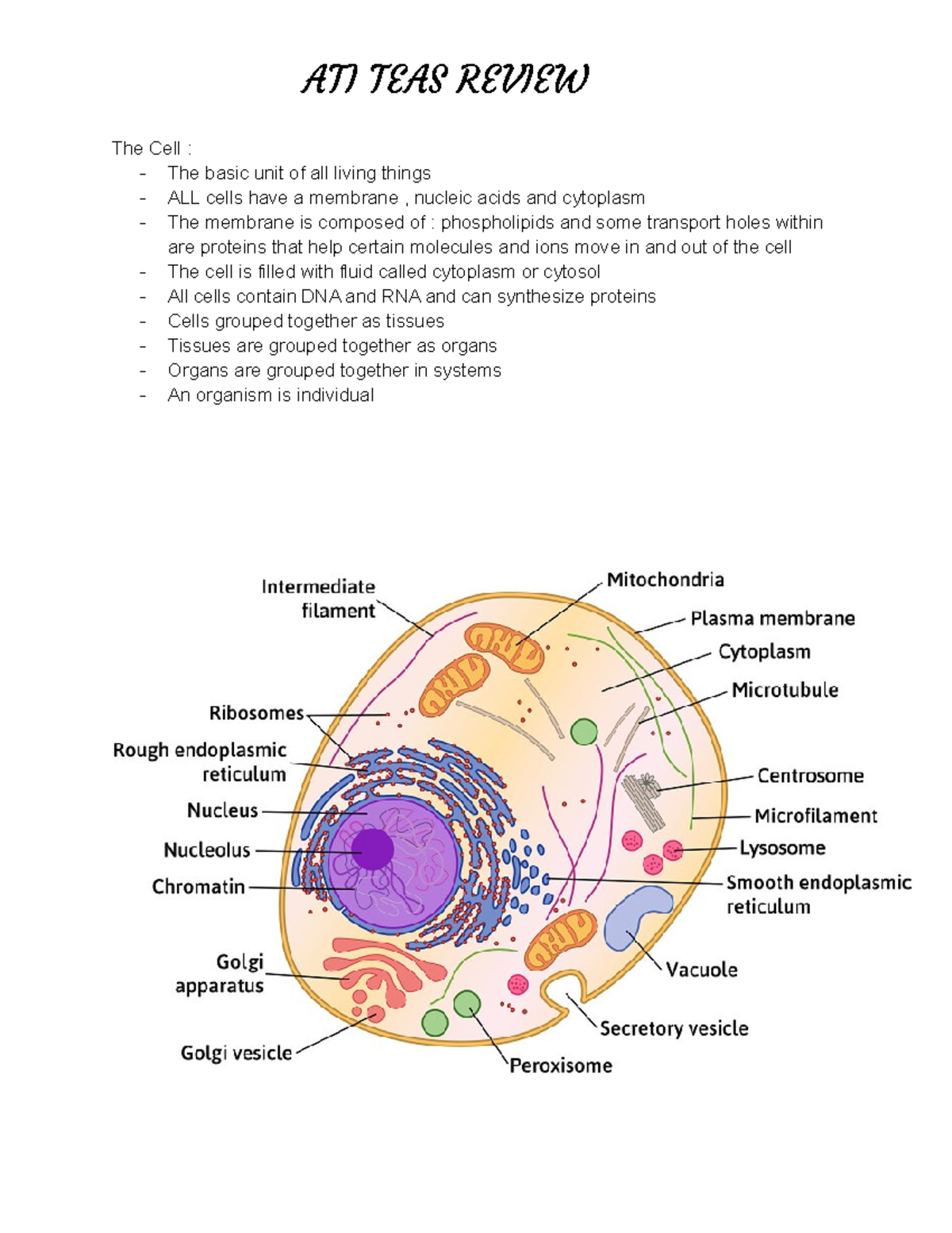Ati review - The Cell : - The basic unit of all living things - ALL ...