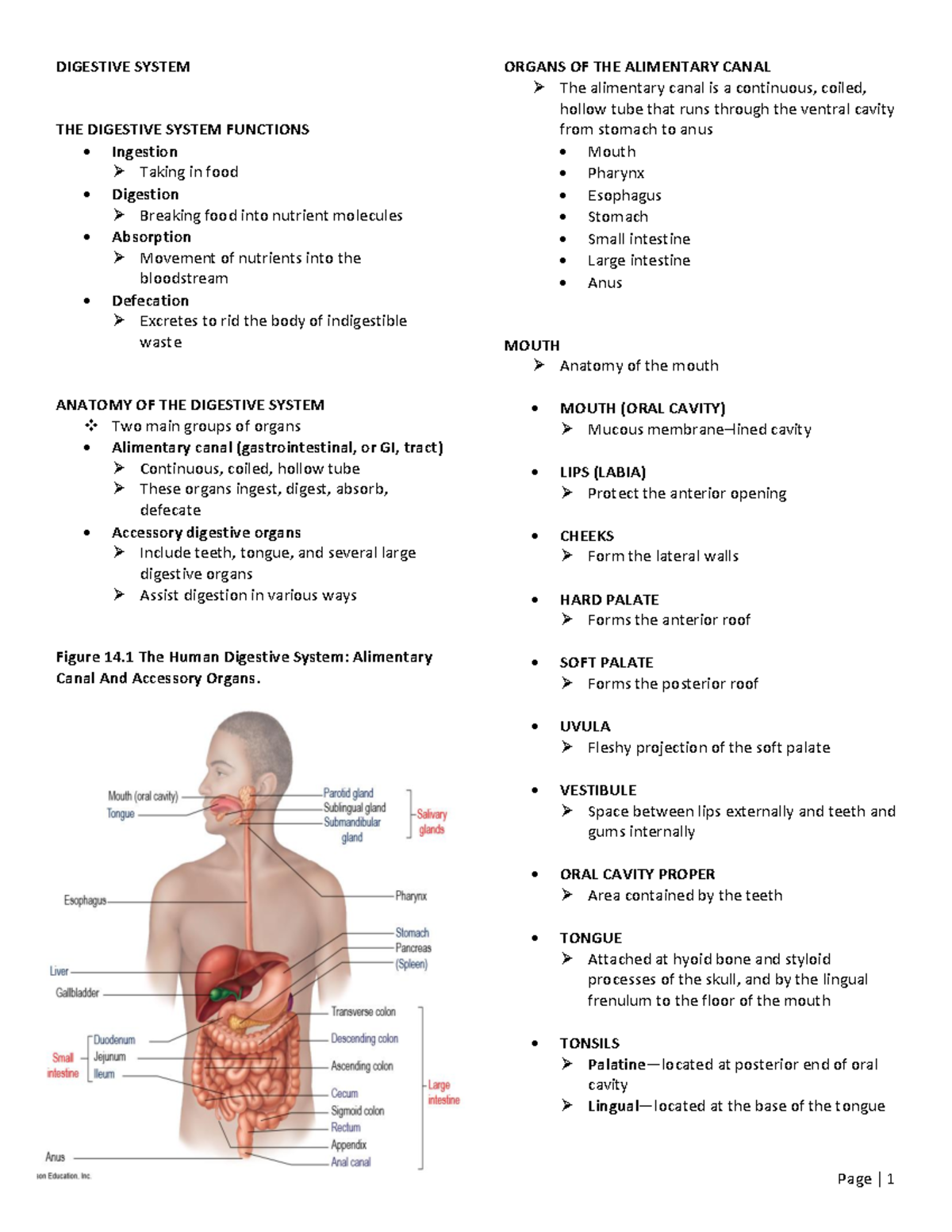 Digestive-system compress - DIGESTIVE SYSTEM THE DIGESTIVE SYSTEM ...