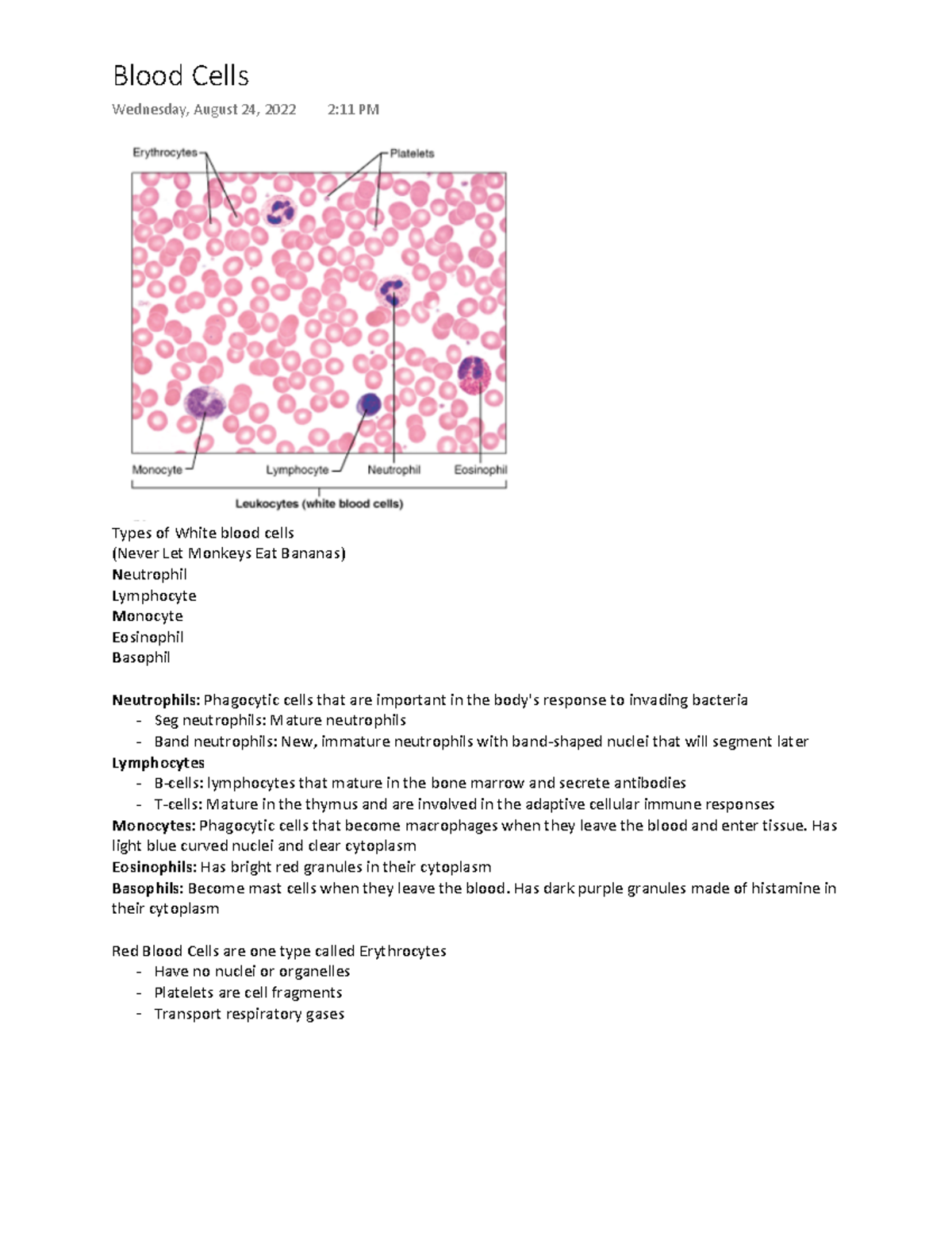 APHY 102 Blood Cell Notes - Types of White blood cells (Never Let ...