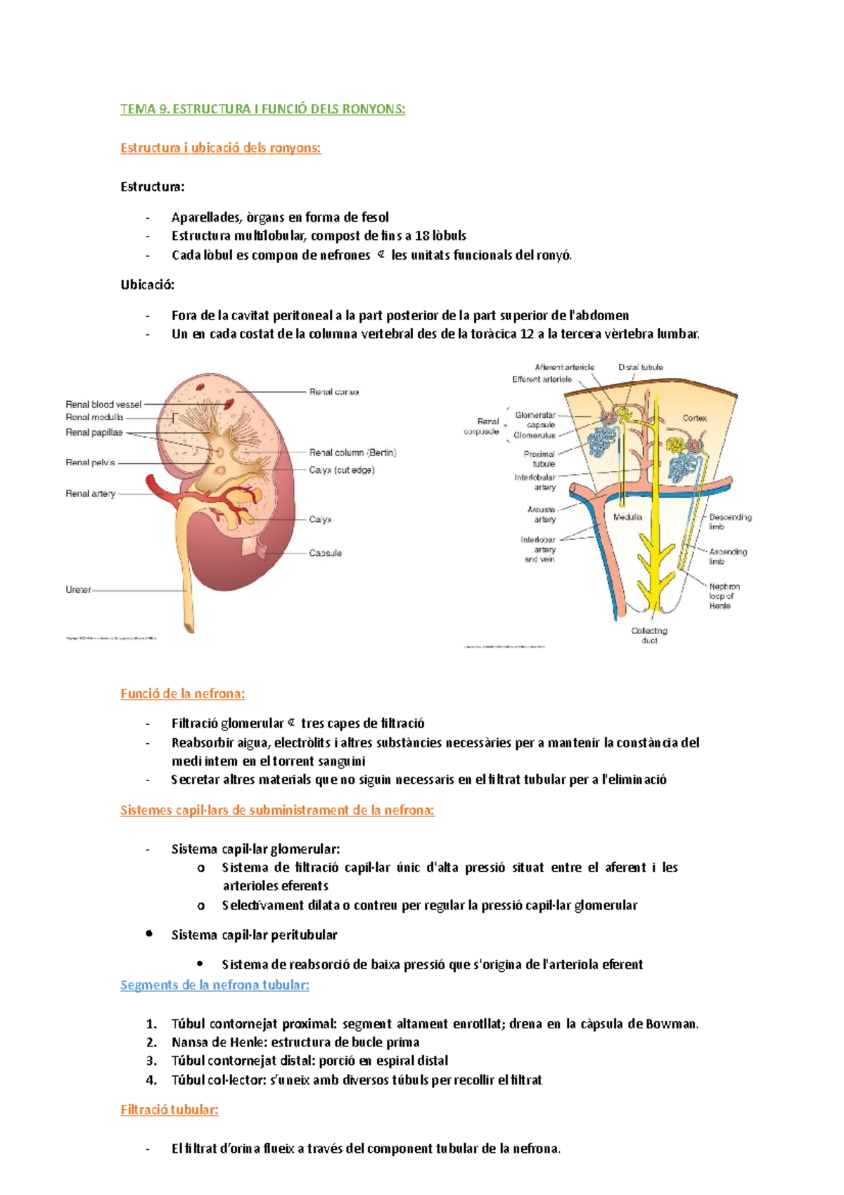 Resum Fisiopato - TEMA 9. ESTRUCTURA I FUNCIÓ DELS RONYONS: Estructura ...
