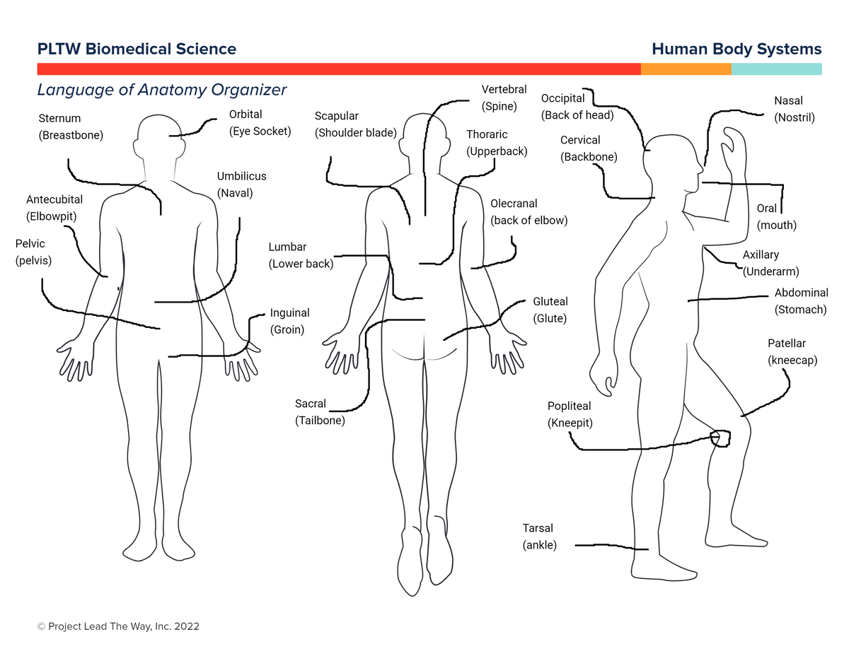 HBS Language Of Anatomy Organizer - PLTW Biomedical Science Human Body Systems Language of ...