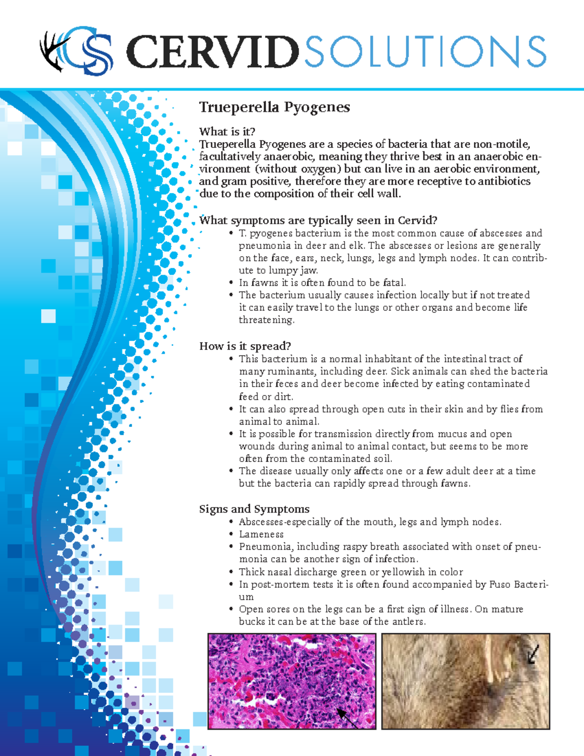 Trueperella-Pyogenes - Trueperella Pyogenes What is it? Trueperella ...