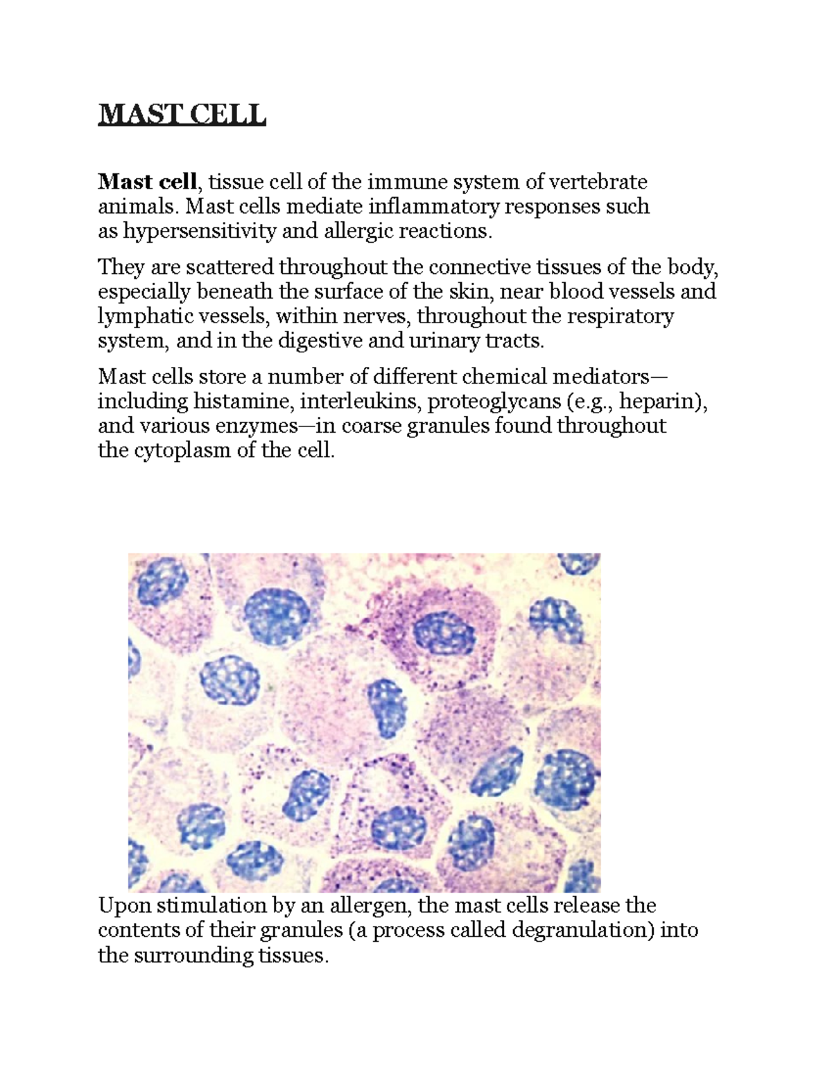 Mast cell - Tissue cell of the immune system of vertebrate animals # ...