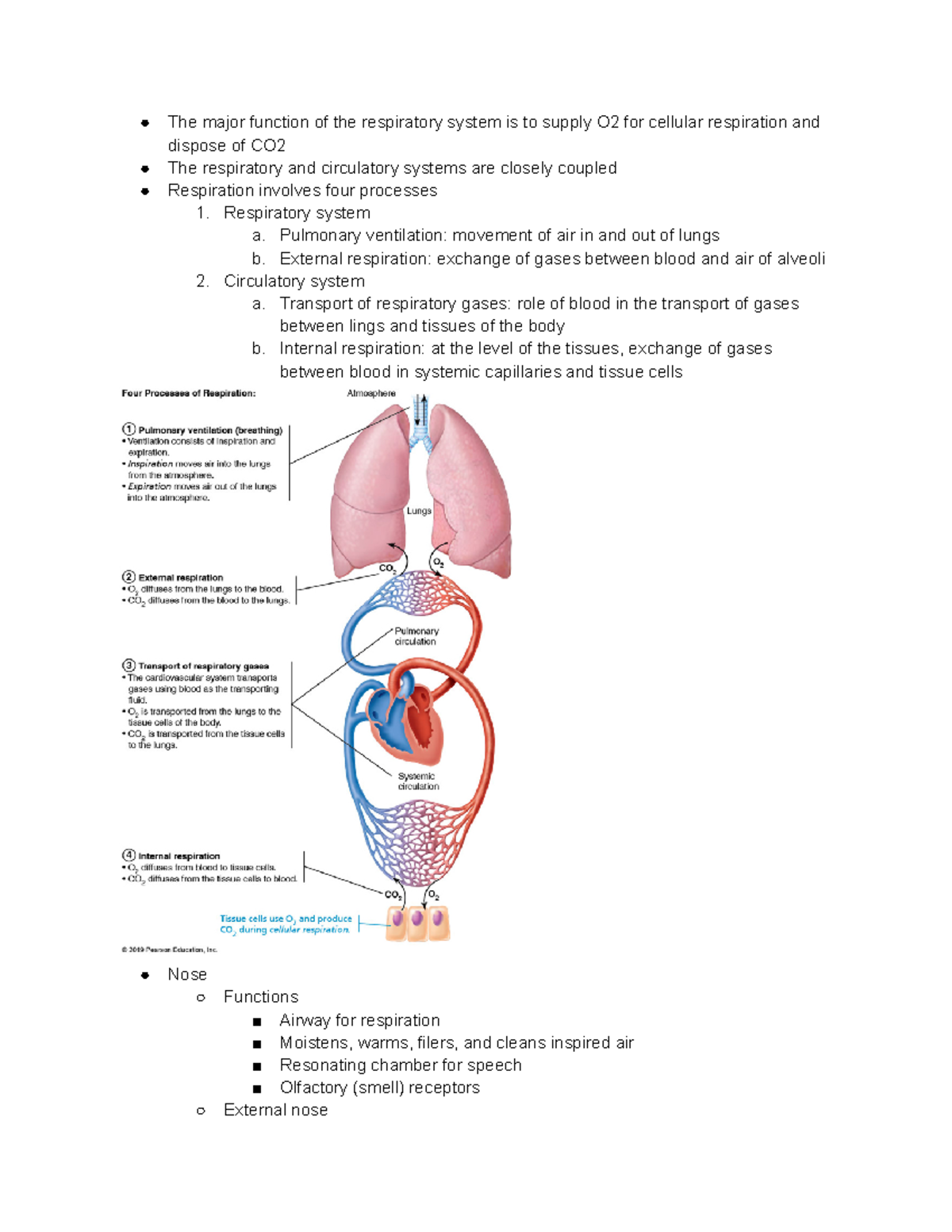 Topic 6.1 Respiratory System - The major function of the respiratory ...