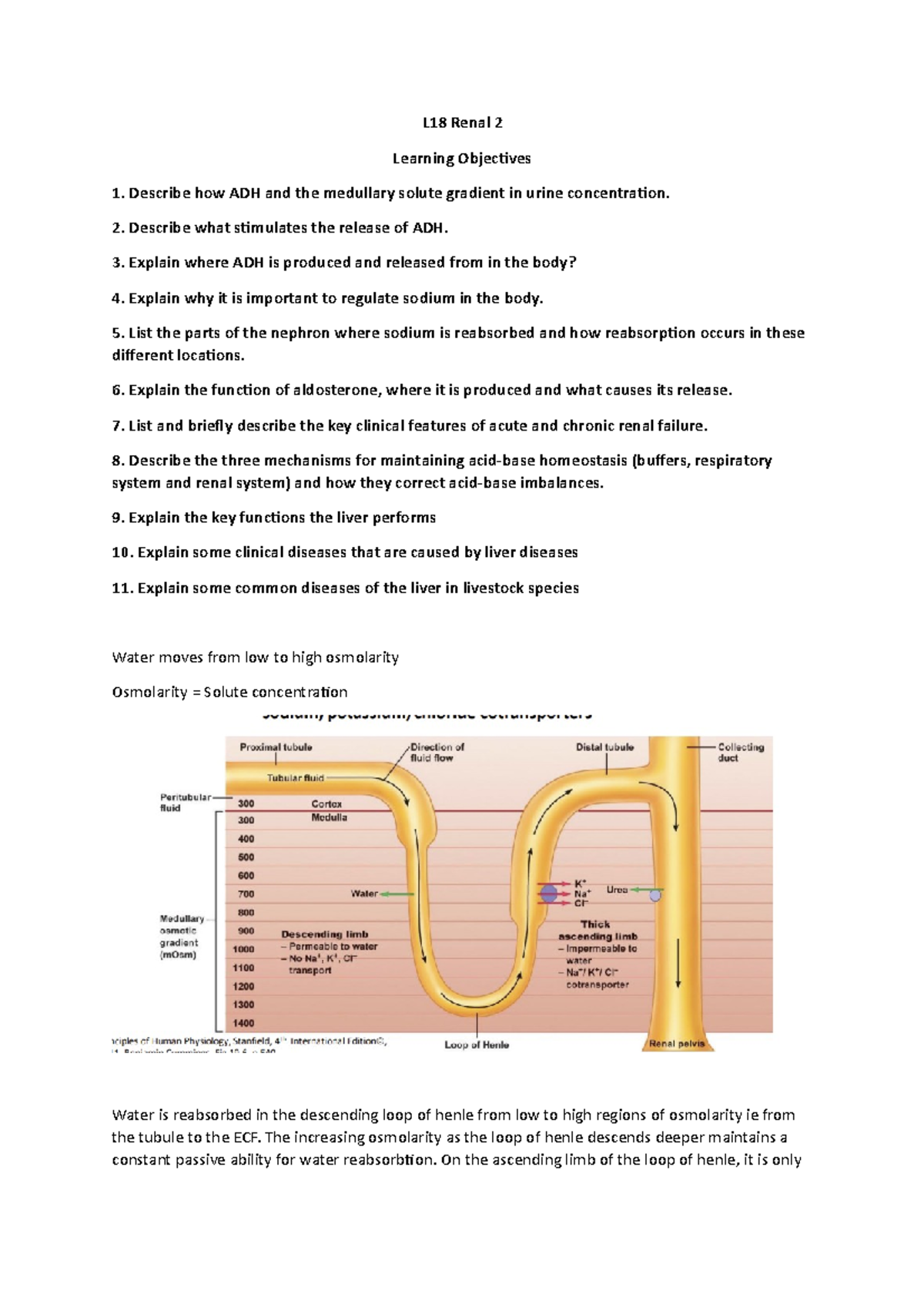 L18 Renal 2 - L18 Renal 2 Learning Objectives Describe how ADH and the ...