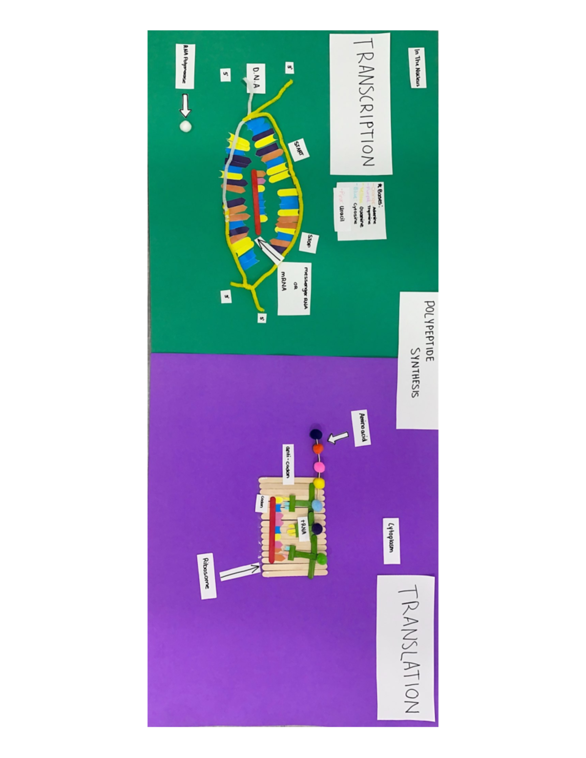 Model of Polypeptide Synthesis - MEDI 2006 - POLYPEPTIDE In The Nucleus ...