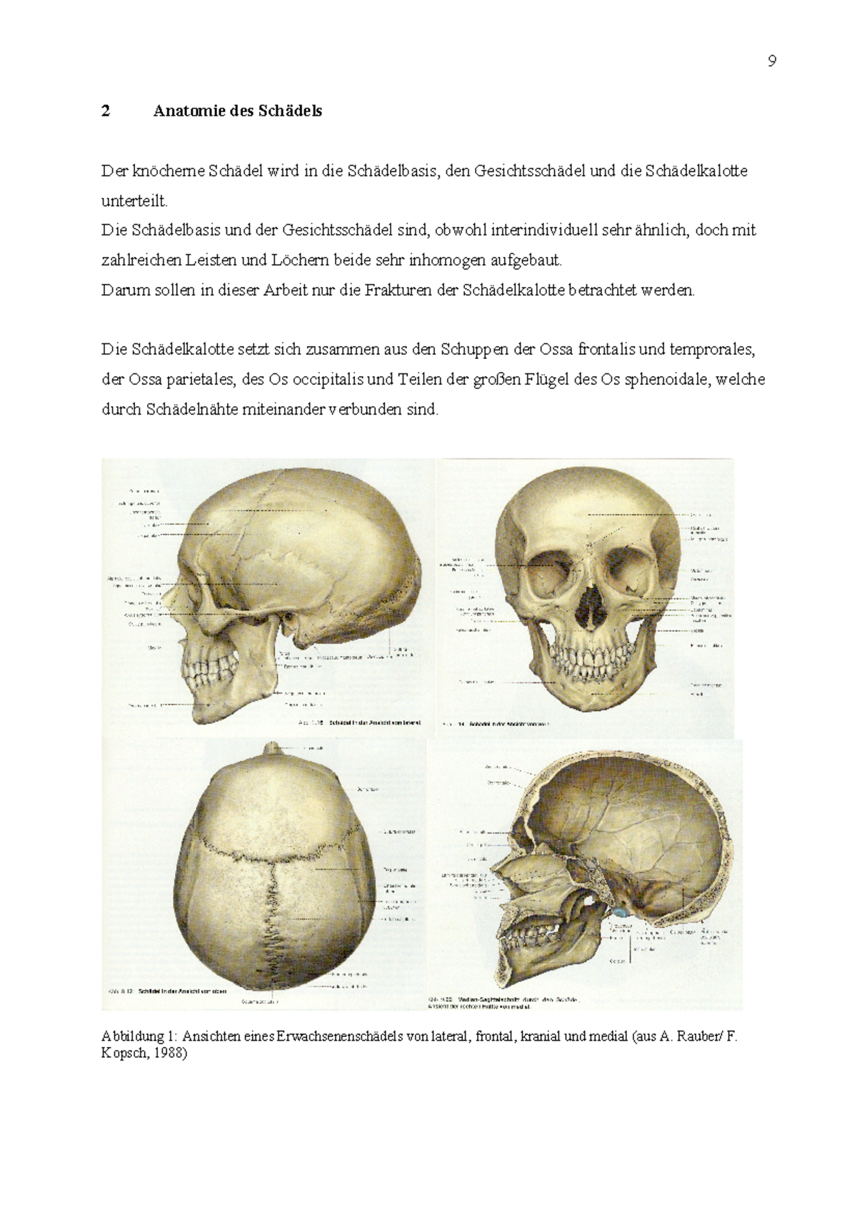 02 2 Schaedelanatomie - anatomie - 2 Anatomie des Schädels Der ...