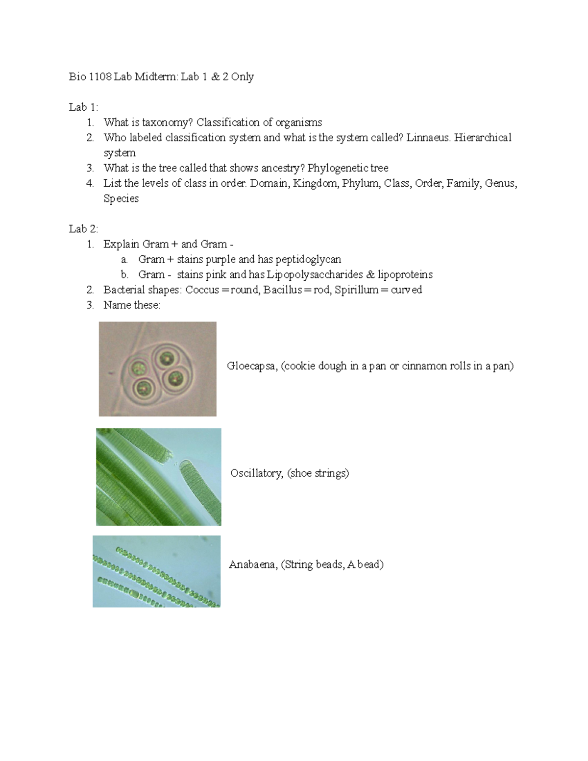 Bio 1108 Lab Midterm Lab 1 & 2 Only - Bio 1108 Lab Midterm: Lab 1 & 2 ...