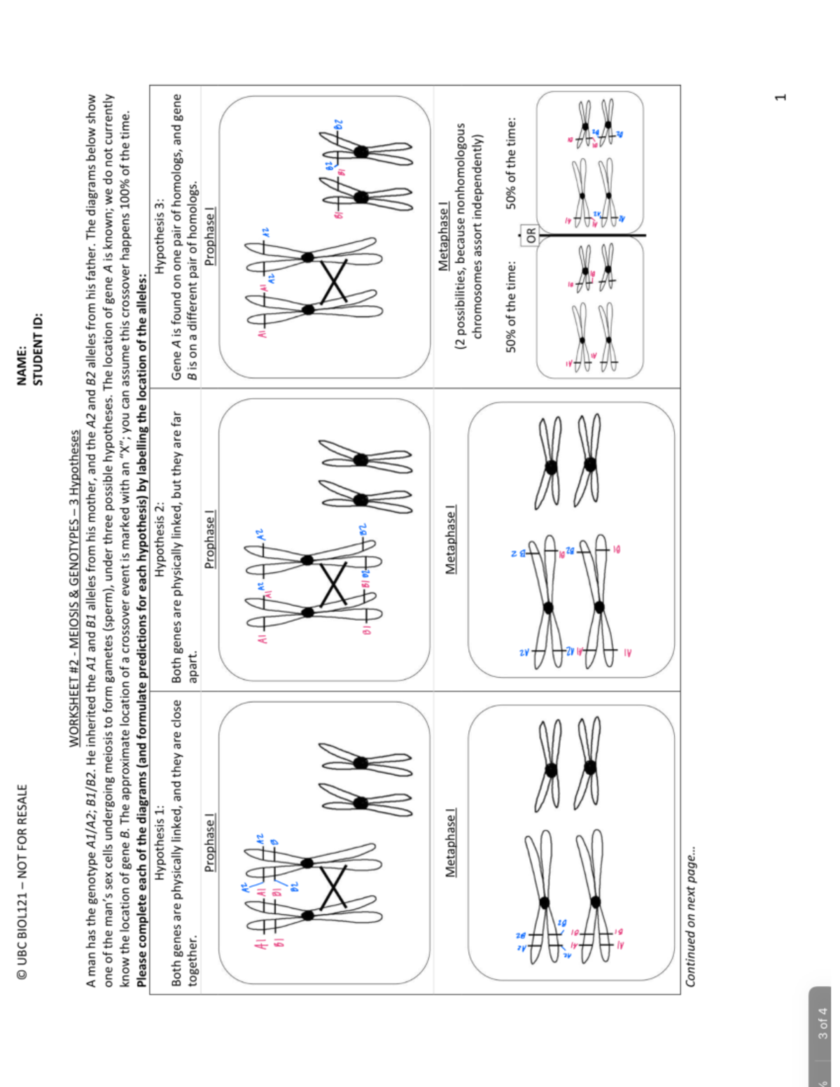 Worksheet #2 - Meiosis & Geneotypes - NAME: C UBC BIOL121 NOT FOR ...