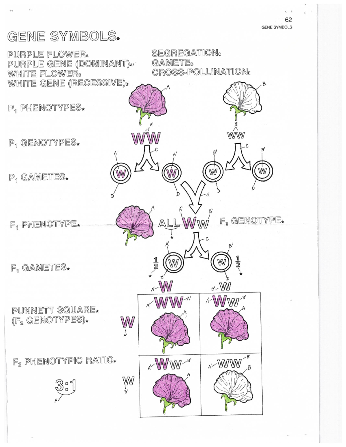 Ch. 12 Diagrams - BIO 1404 - Studocu