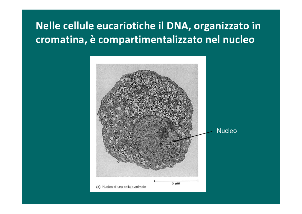 Appunti, lezione 5 - nucleo, territori, nucleolo, re, mitocondrio ...