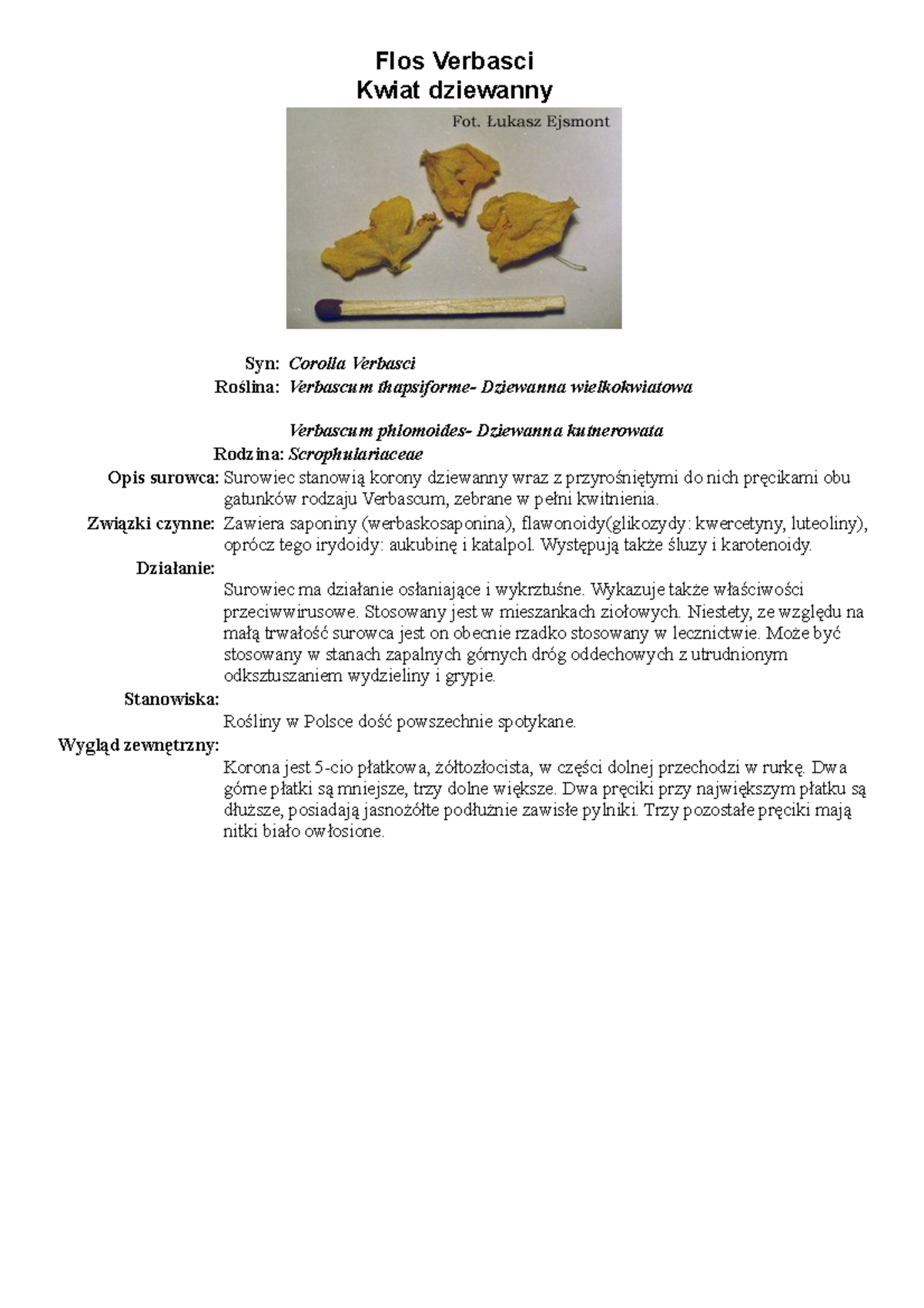 Flos Verbasci - Flos Verbasci Kwiat dziewanny Syn: Corolla Verbasci ...