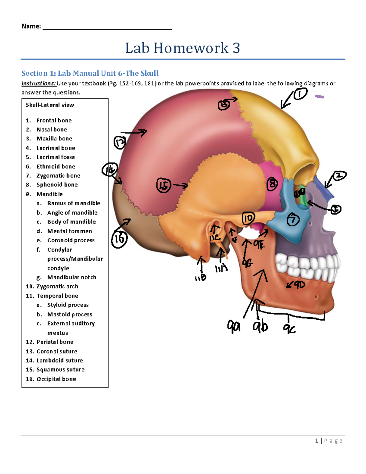 ANAT 1 Lab Homework 3 - all good - Lab Homework 3 Section 1: Lab Manual ...