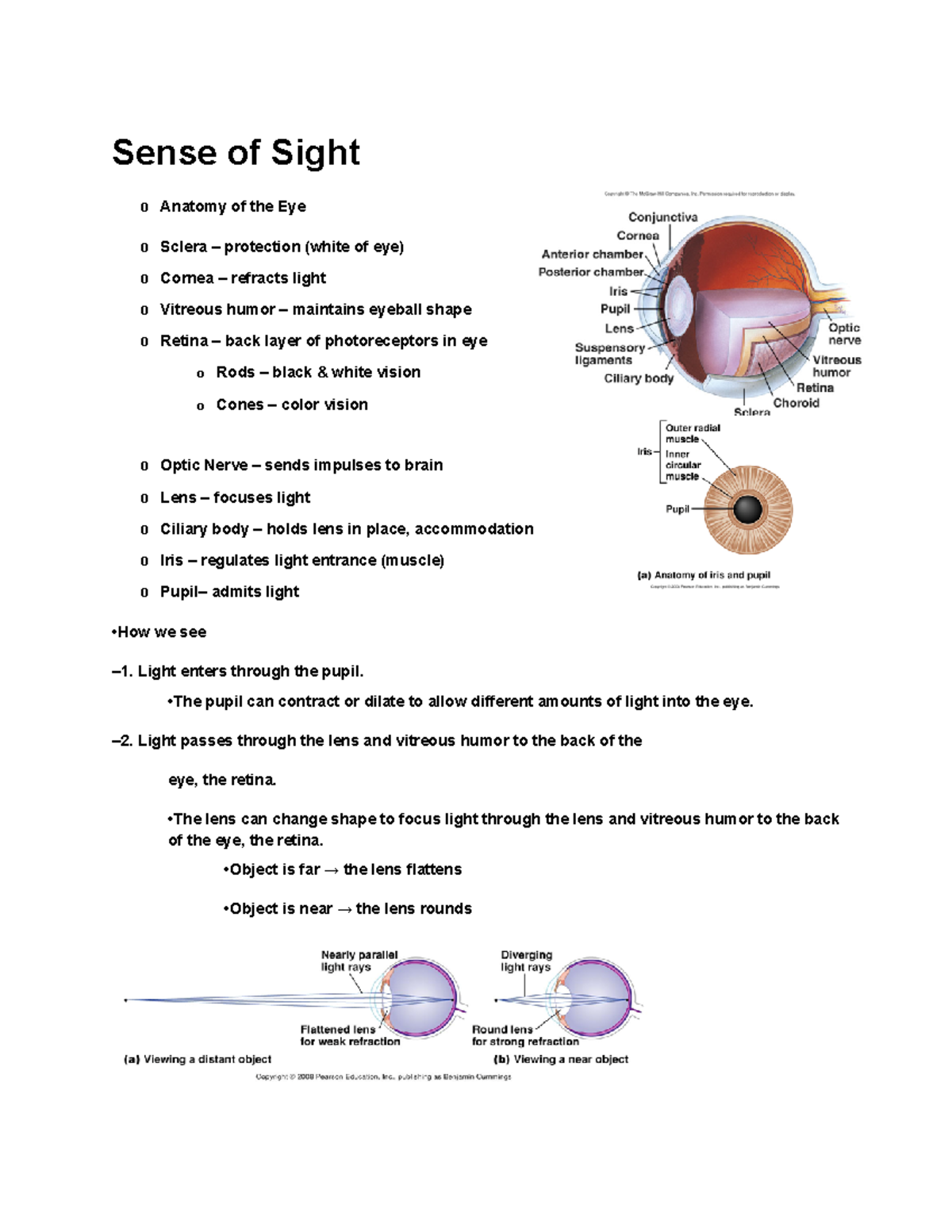 Sense of sight - Sense of Sight O Anatomy of the Eye O Sclera ...