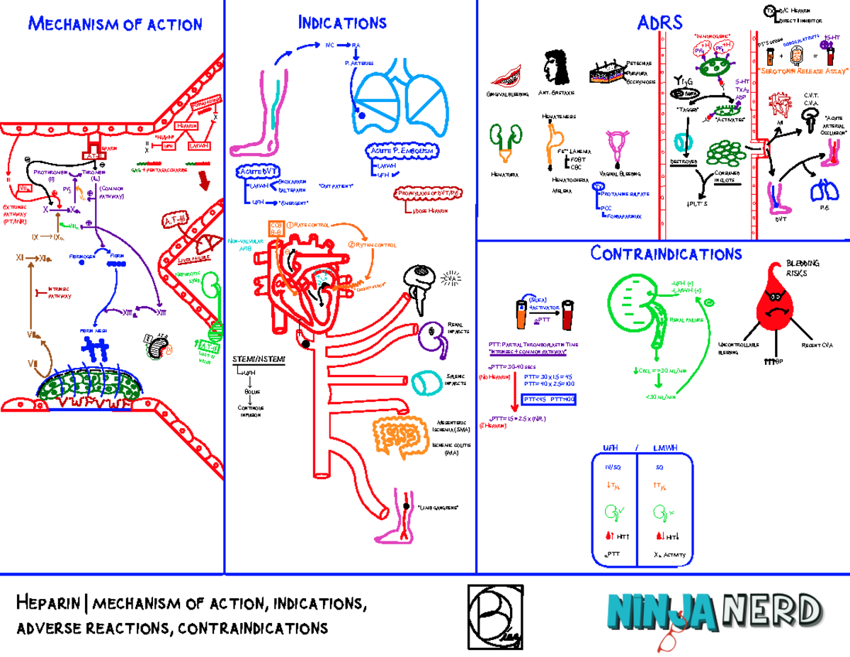 Cardiovascular Pharmacology] 03 Heparin - Key - Mechanism of action ...