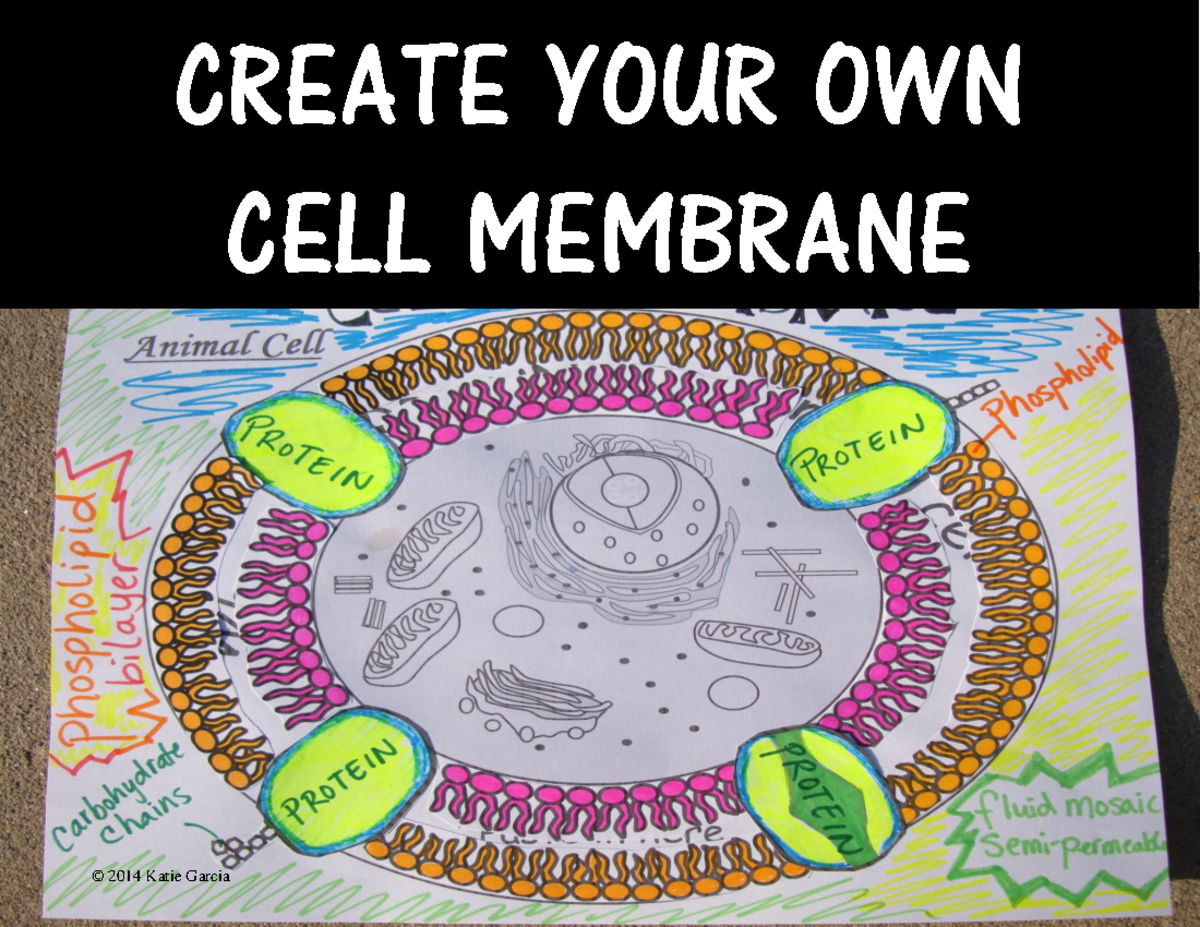 Cellmembrane color - detailed cell membrane - CREATE YOUR OWN CELL ...