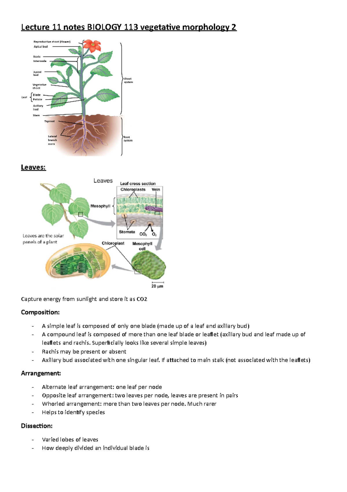 Lecture 11 notes vegetative morphology 2 - Lecture 11 notes BIOLOGY 113 ...