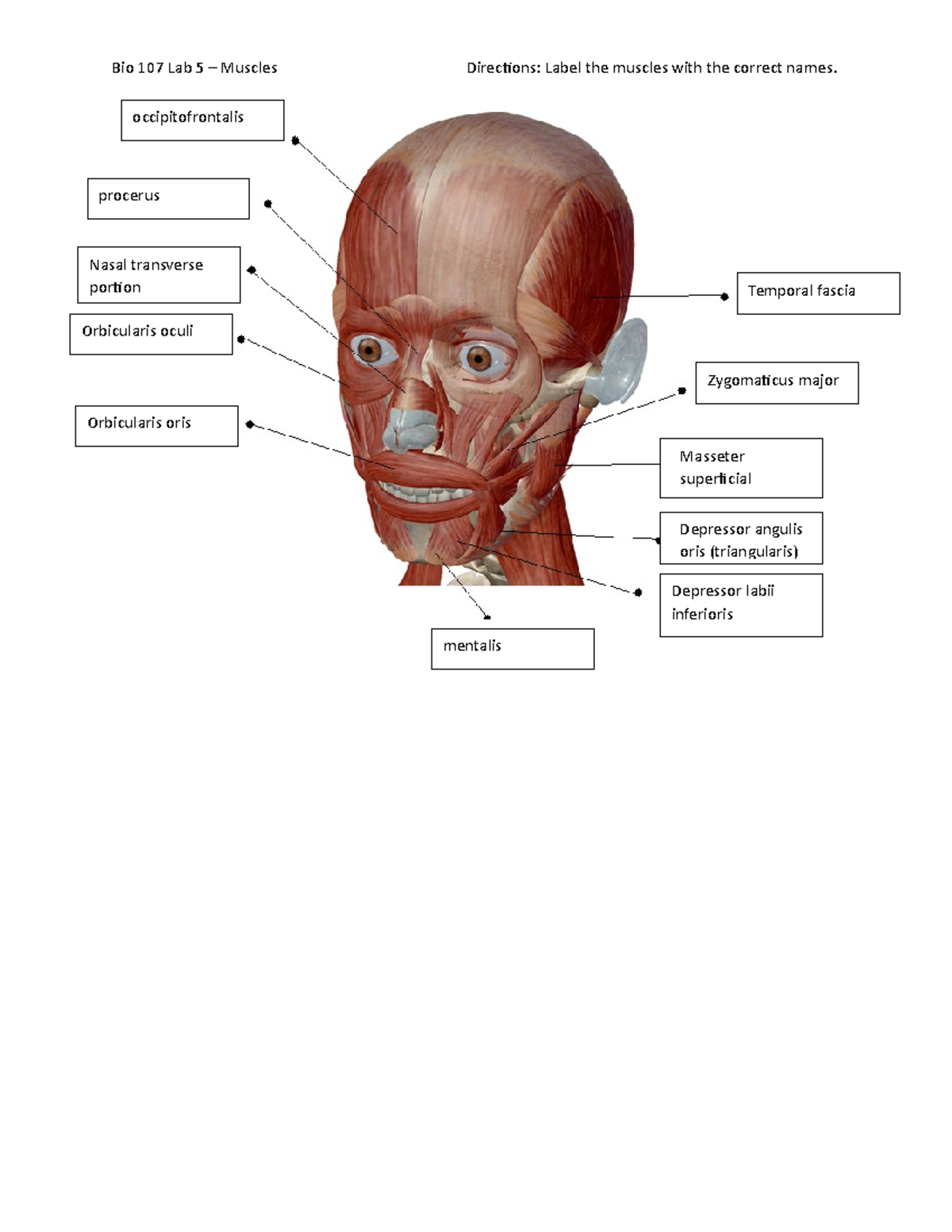 Bio 107 Lab 5 - Muscles - NUR206 - Depressor angulis oris (triangularis ...