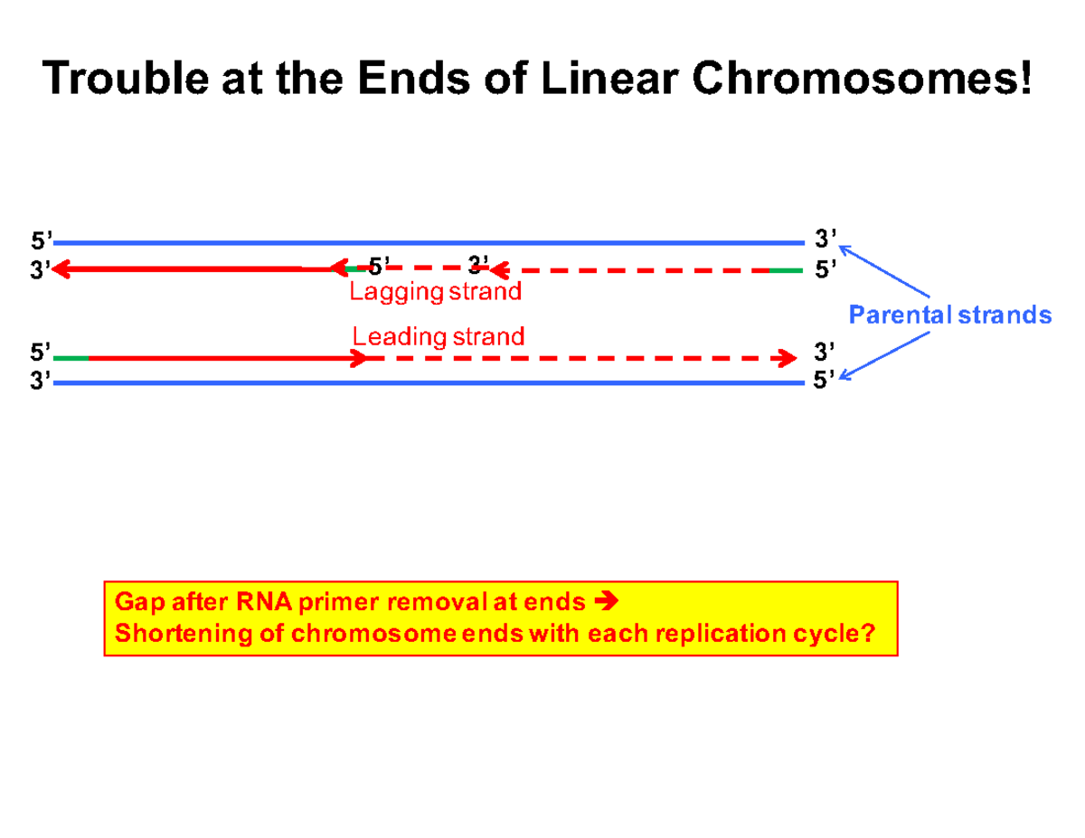 CHE 424 DNA Replication III - Trouble at the Ends of Linear Chromosomes ...
