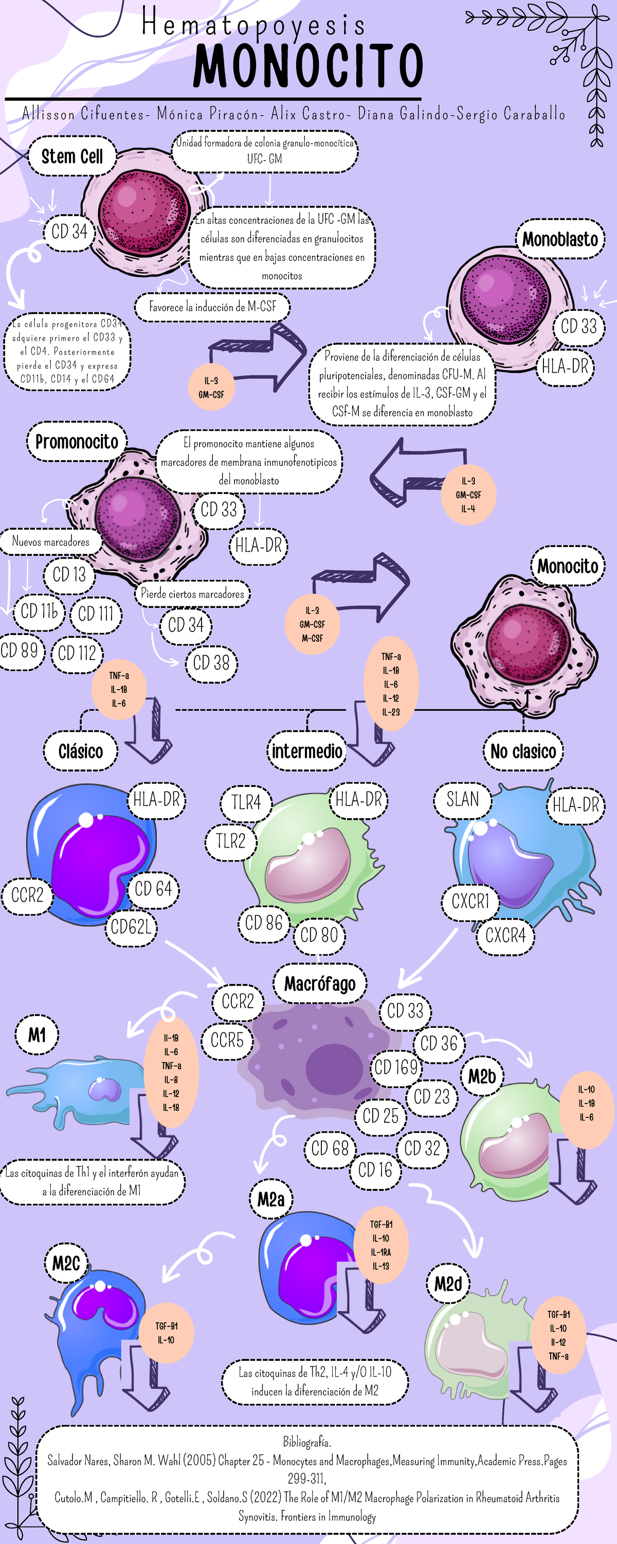 Infografia Monocito - Resumen Hematology - H e m a t o p o y e s i s ...