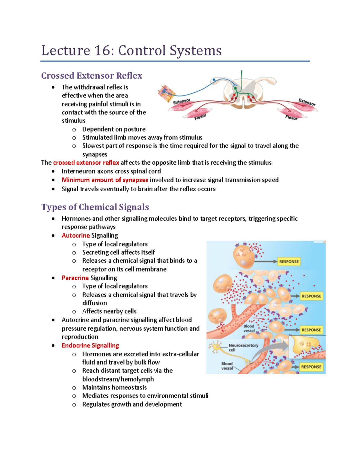 Lecture 16 - Lecture 16: Control Systems Crossed Extensor Reflex • The ...