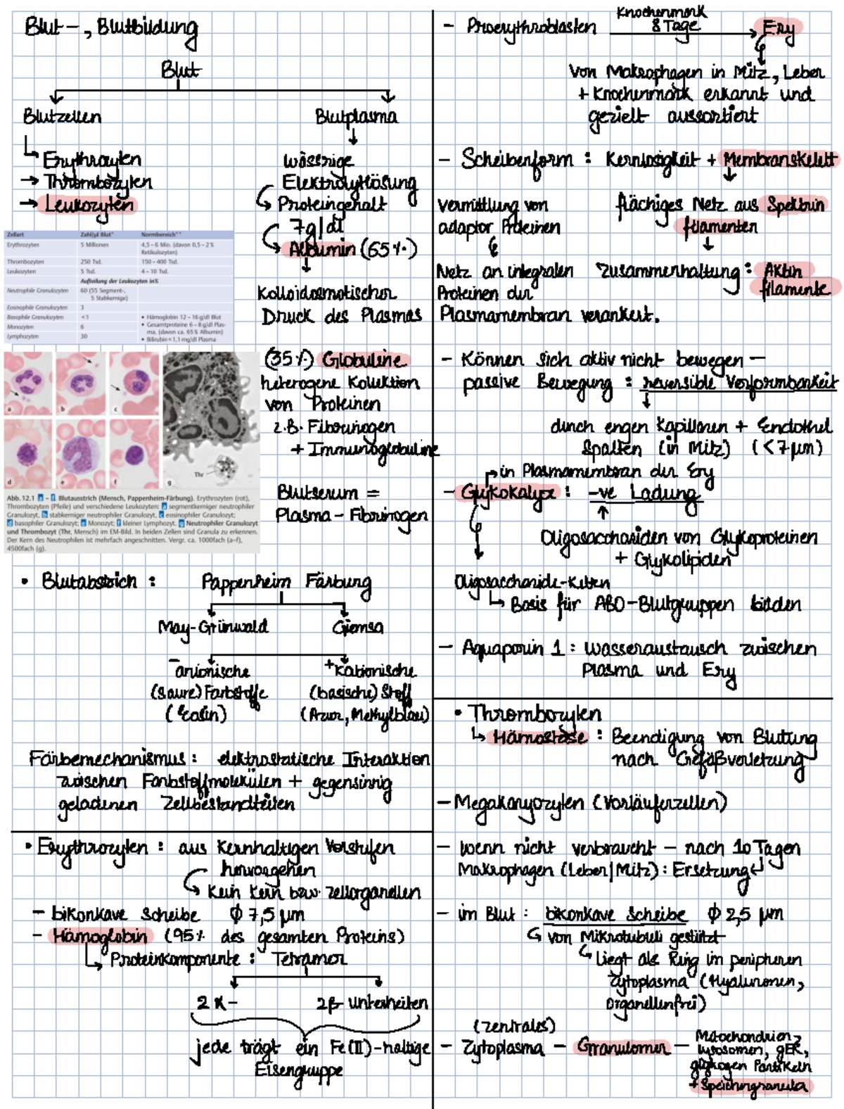 Blutbildung - spezielle Histologie - Studocu