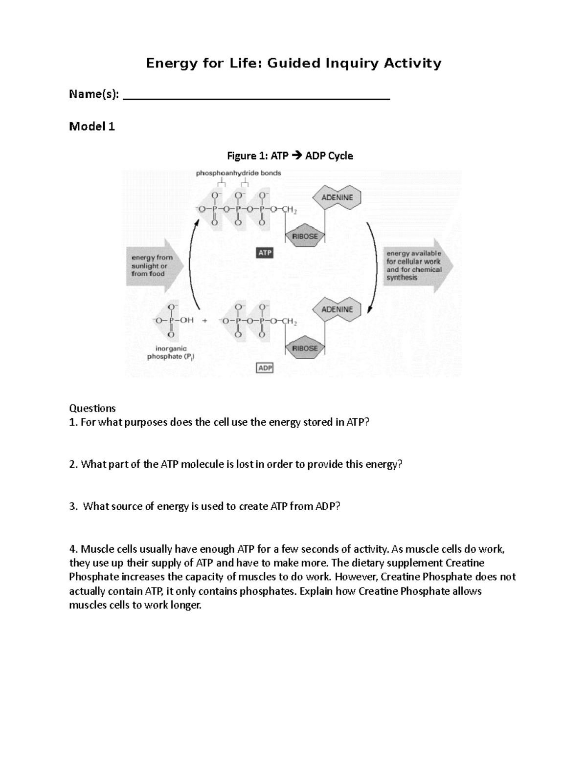 Cellular+Respiration+ Pogil - Energy for Life: Guided Inquiry Activity ...