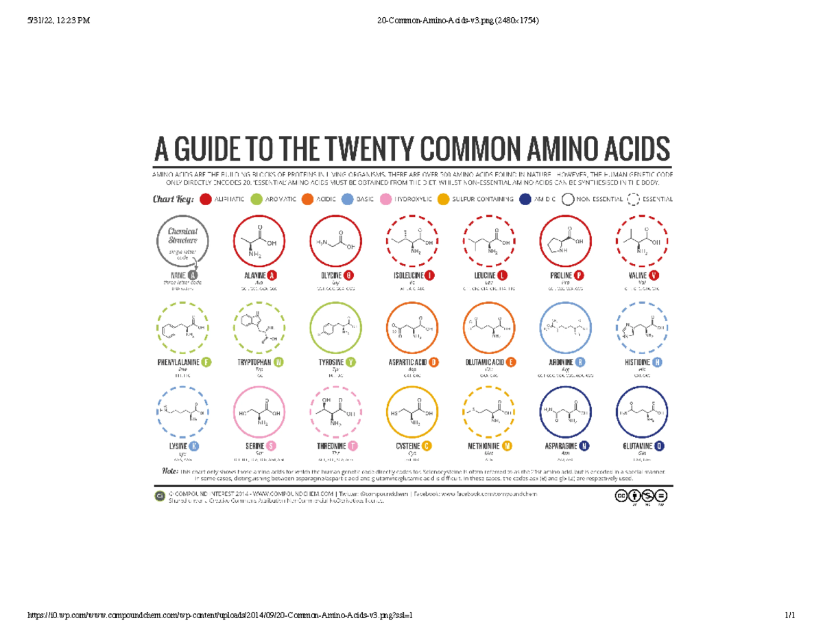 Amino acisd - BIOL 2051 - 5/31/22, 12:23 PM 20-Common-Amino-Acids-v3 ...