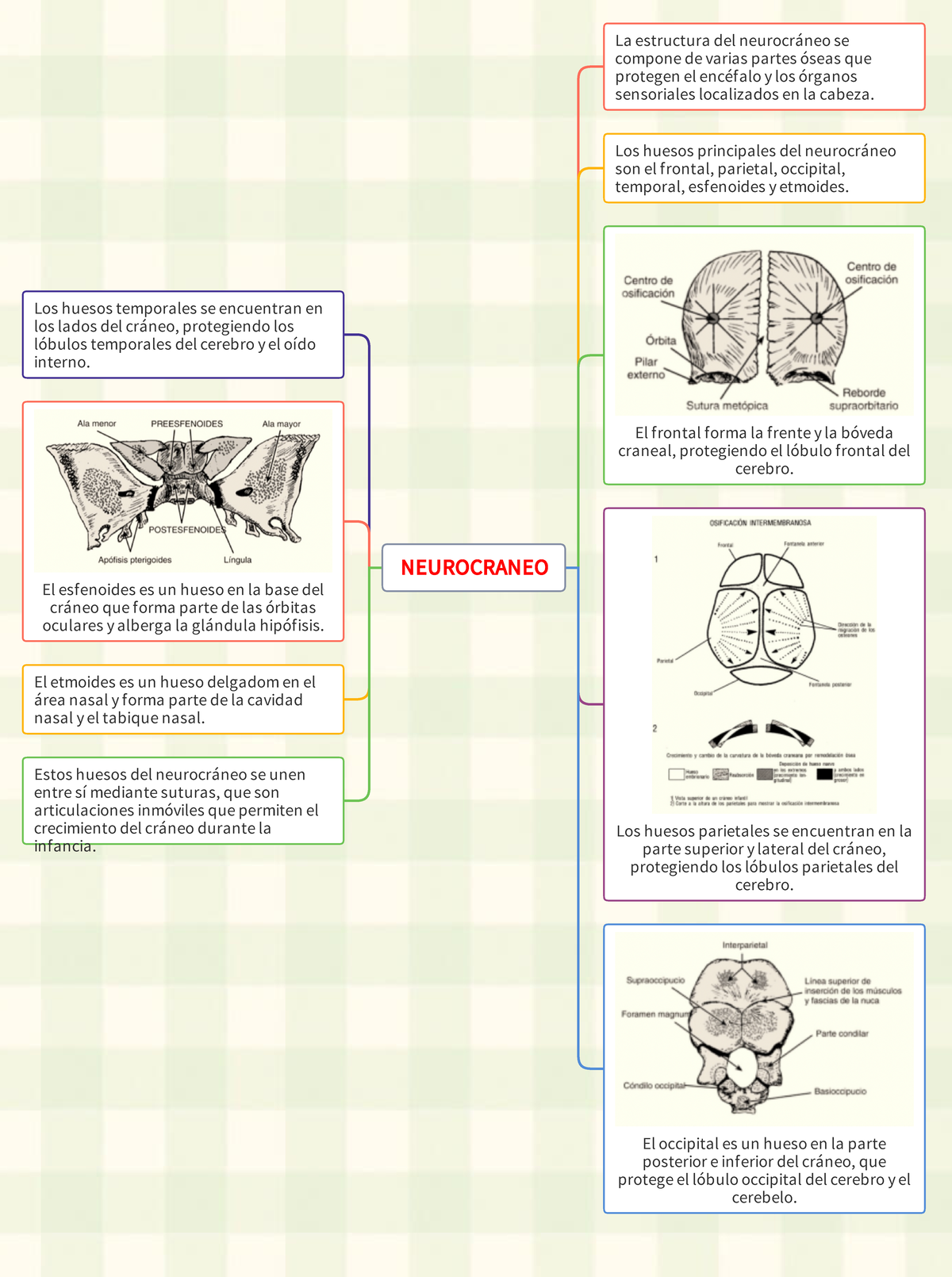 Neurocraneo - lo mas relevante - NEUROCRANEO La estructura del ...