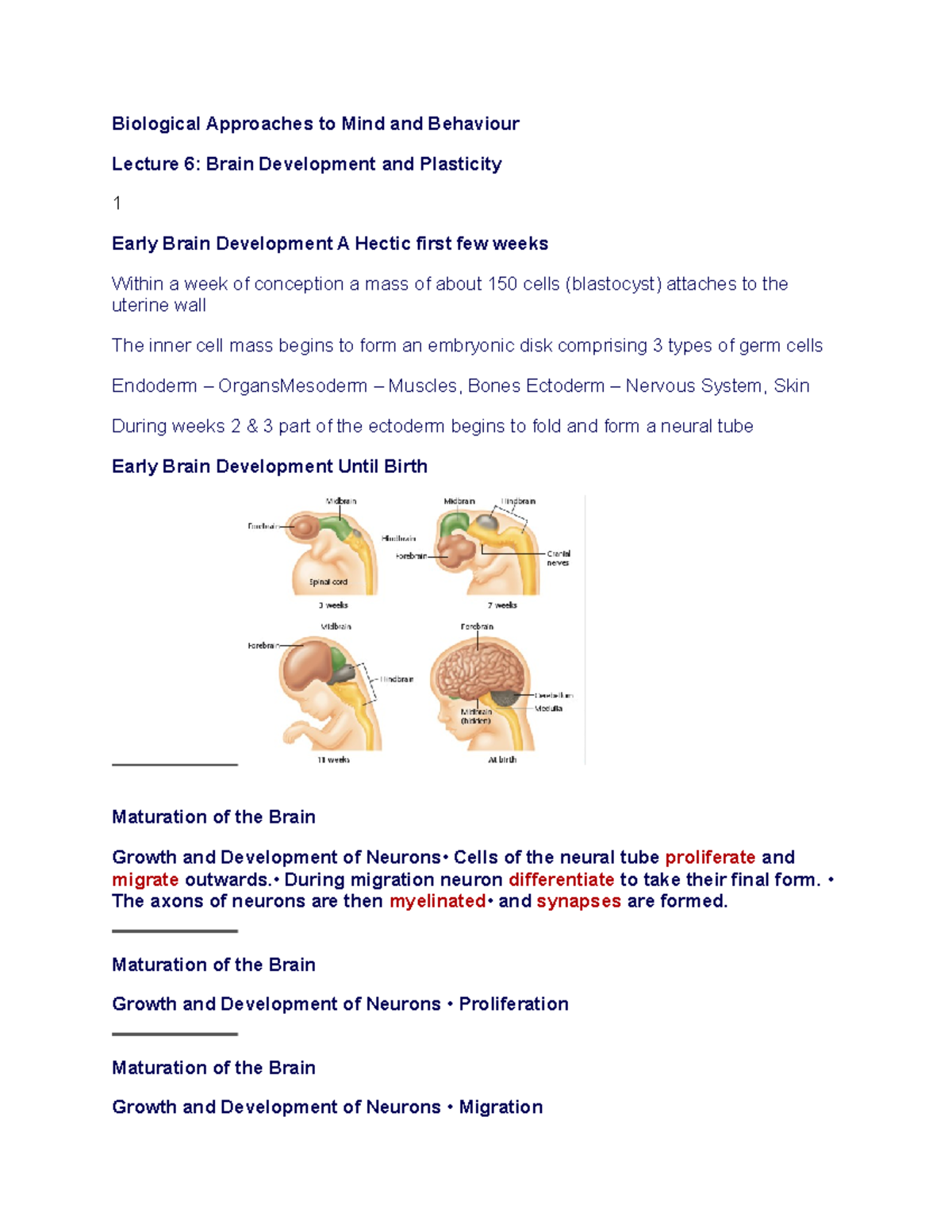 Bio notes - lecture 6 - Biological Approaches to Mind and Behaviour ...