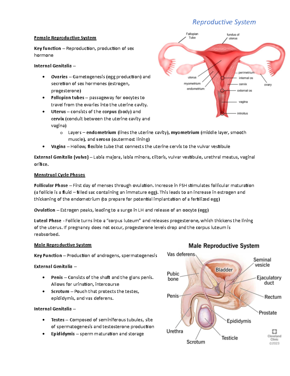 Reproductive System - Uterus – consists of the corpus (body) and cervix ...