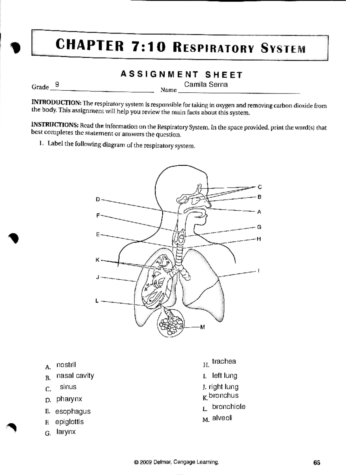 Respiratory System worksheets - Camila Serna nostril nasal cavity sinus ...