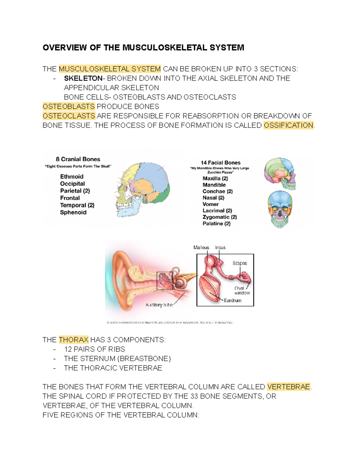 Overview: Musculoskeletal System - OVERVIEW OF THE MUSCULOSKELETAL ...