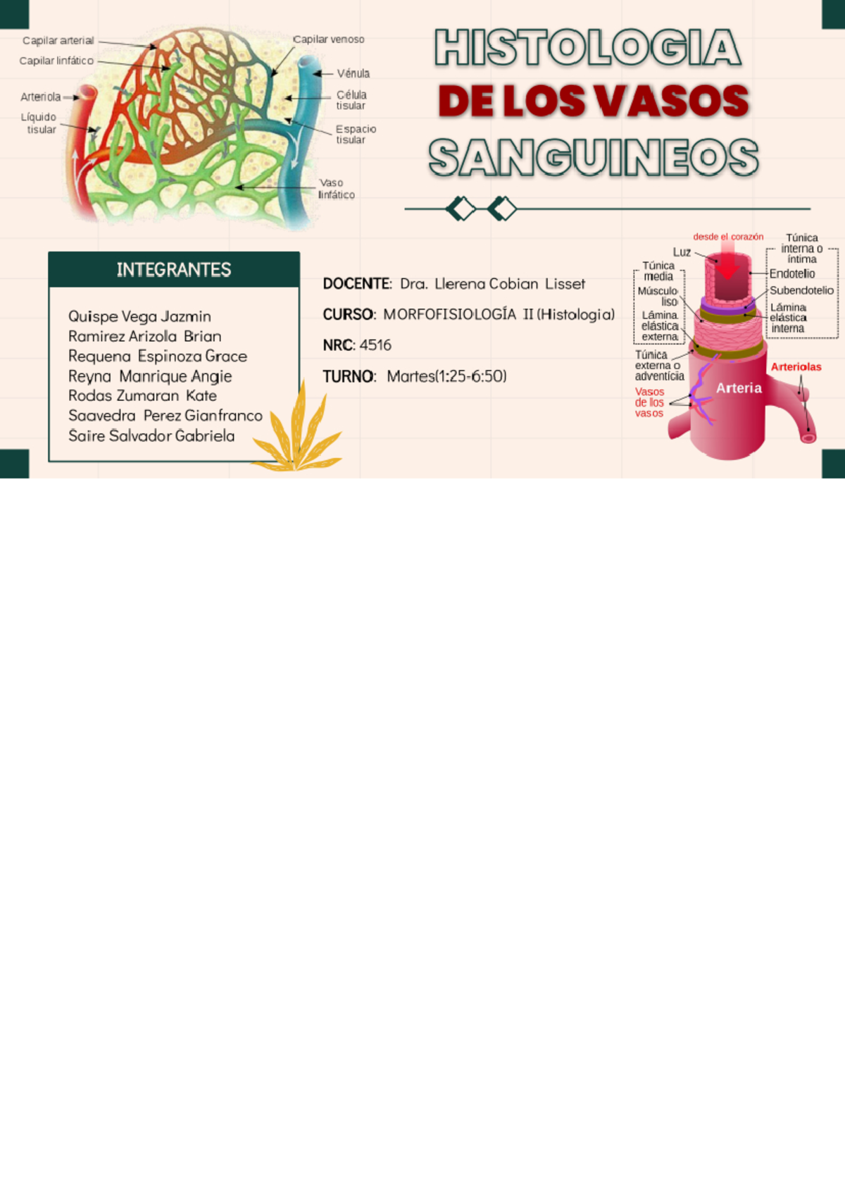 S2 - TTYUI - Morfofisiología II - Studocu