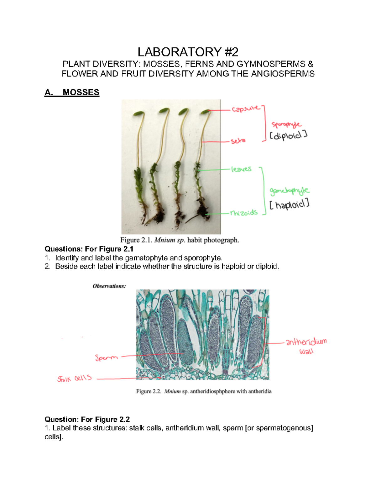 BIOL 120 week 2 laboratory assignment - LABORATORY PLANT DIVERSITY ...