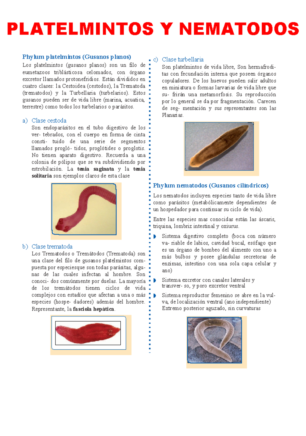 Ficha Platelmintos - PLATELMINTOS Y NEMATODOS Phylum platelmintos ...