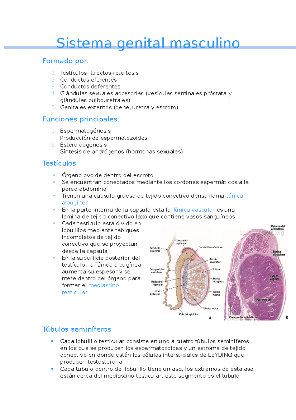 Aparato reproductor macho - Sistema genital masculino Formado por ...