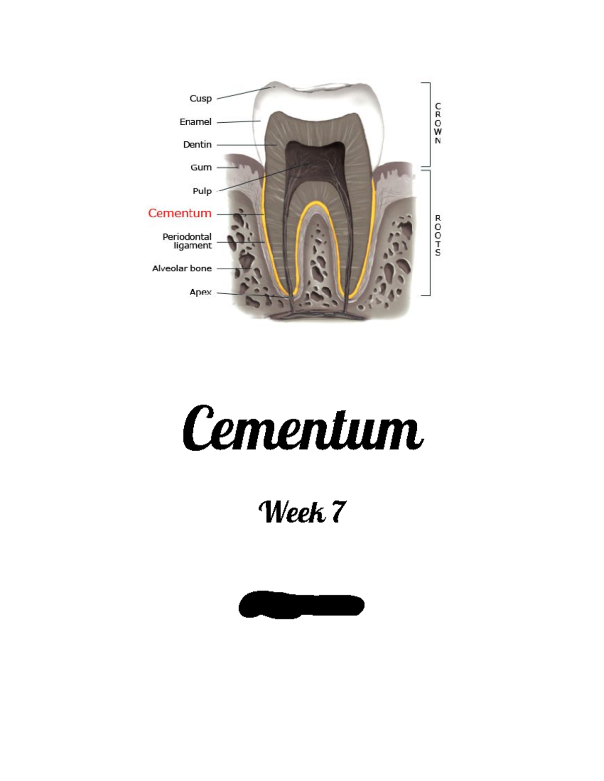 Cementum