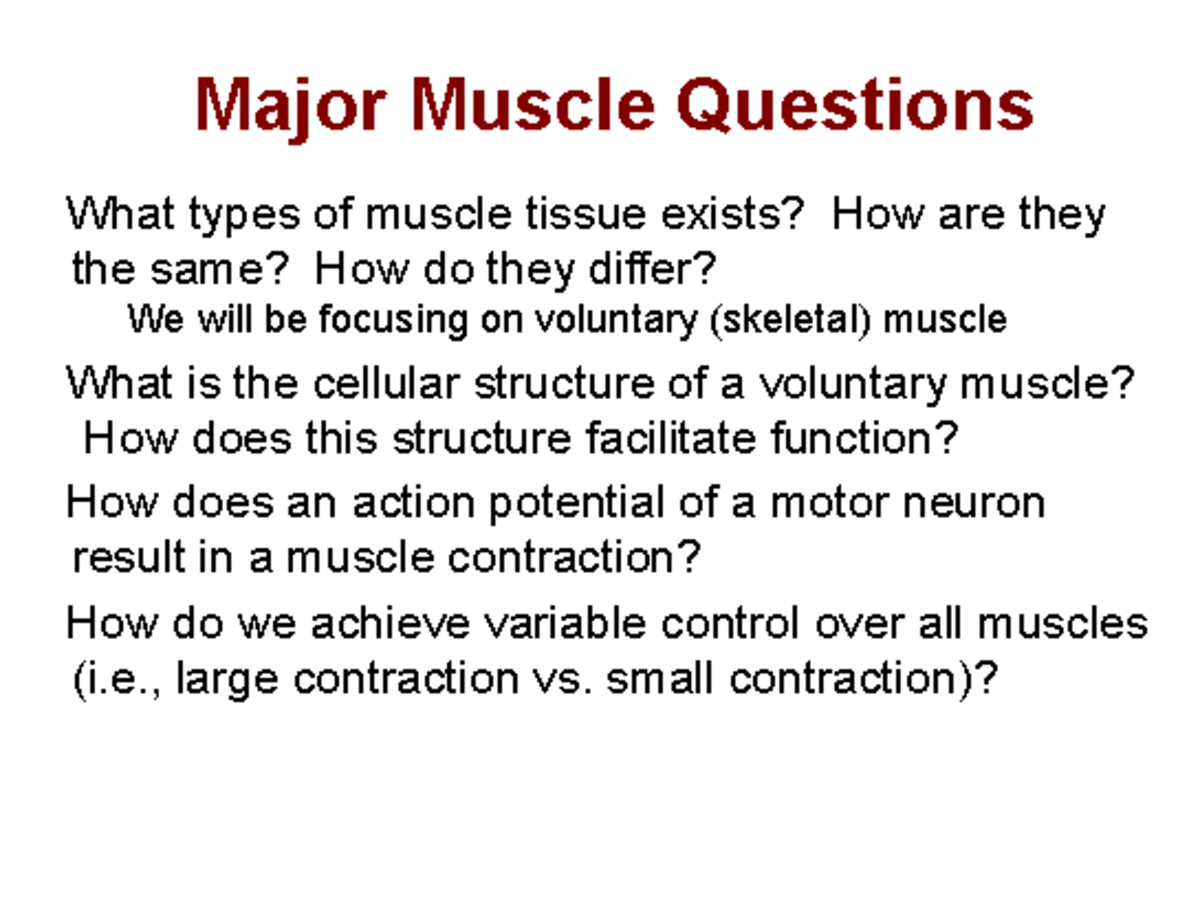 Muscular Structure - Professor Dani Waters - Major Muscle Questions ...