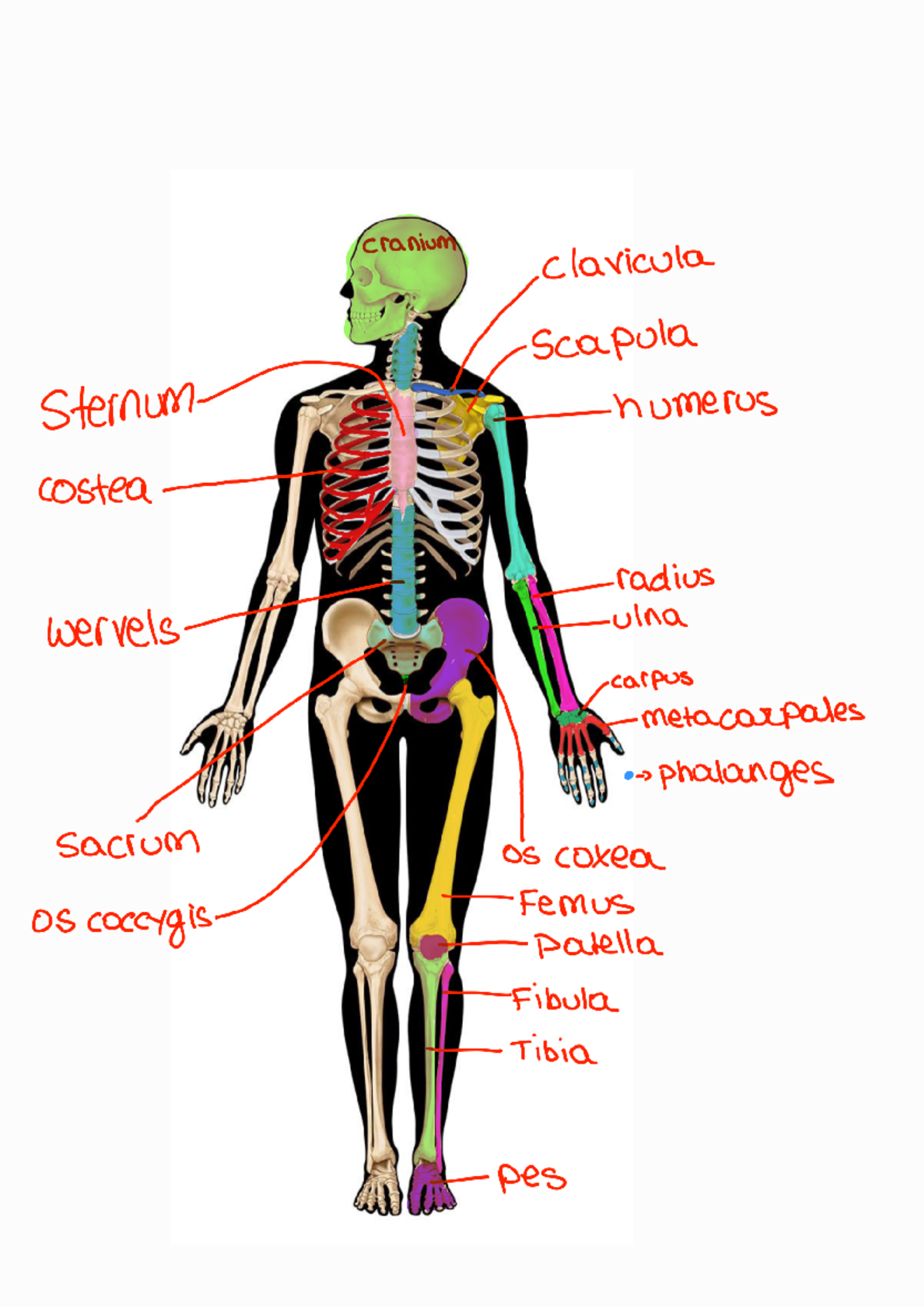 Anatomie wpo - Delen van het menselijk lichaam aangeduid - Atrium dextrum Auricula dextra ...