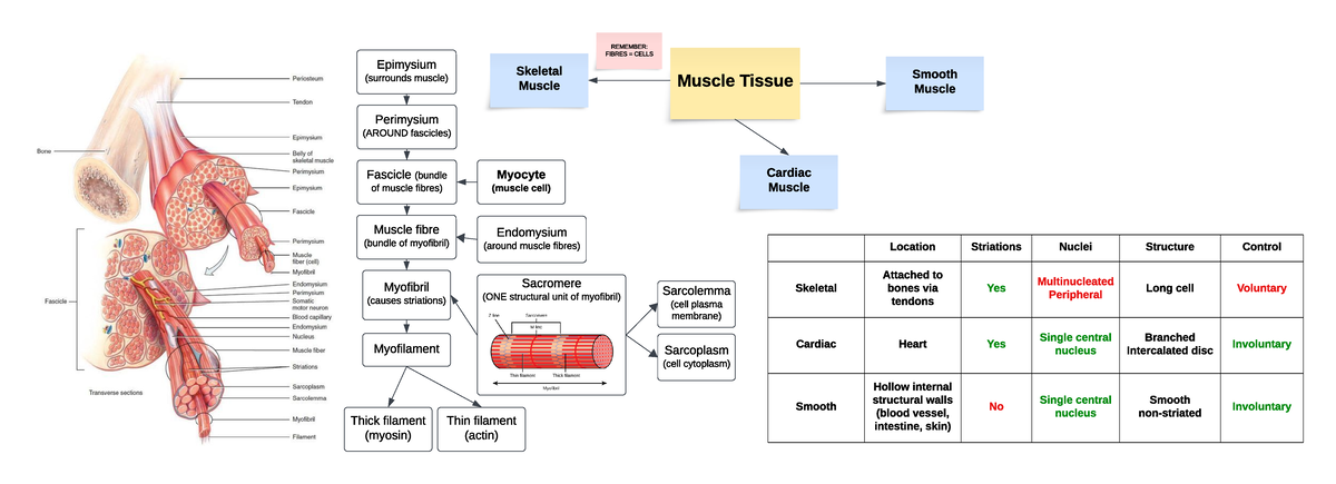 BIOSCI 107 Muscle Mind Map - Myocyte (muscle cell) Myofibril (causes ...