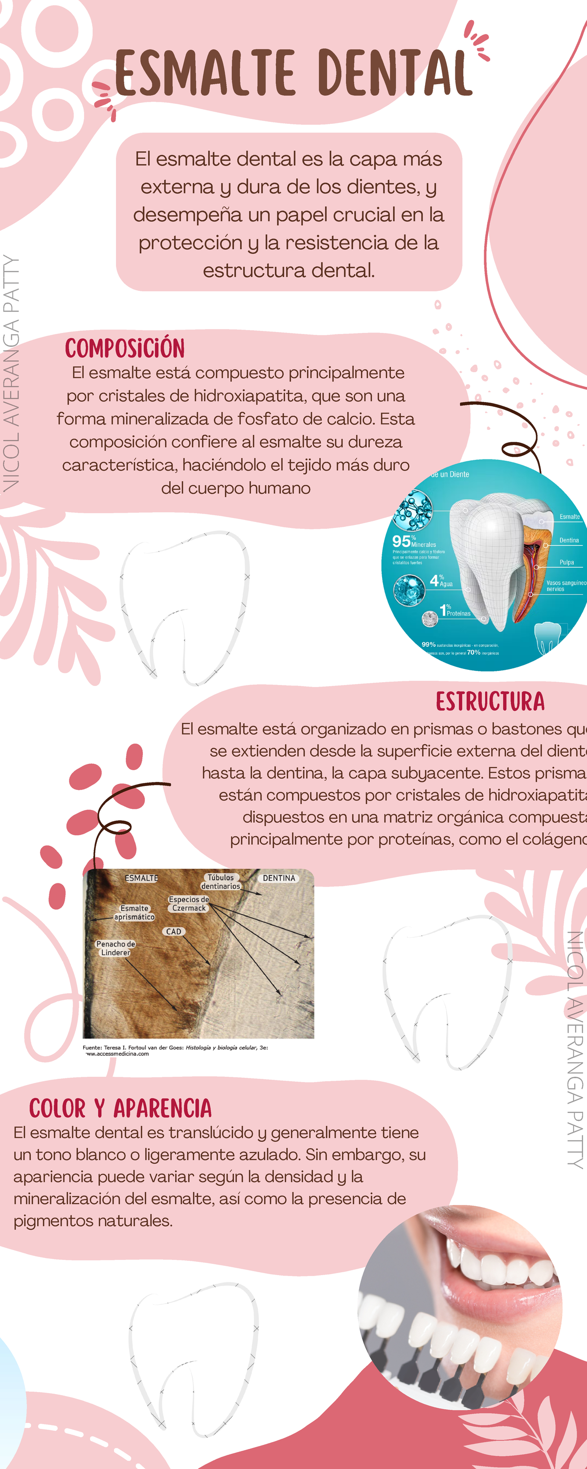 Esmalte Dental - Histología - Esmalte dental NICOL AVERANGA PATTY El ...