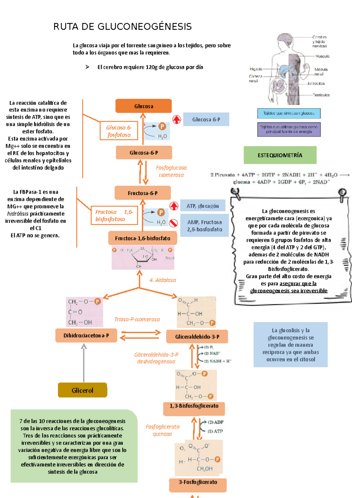 Ruta de gluconeogénesis - RUTA DE GLUCONEOGÉNESIS Fructosa-1,6 ...