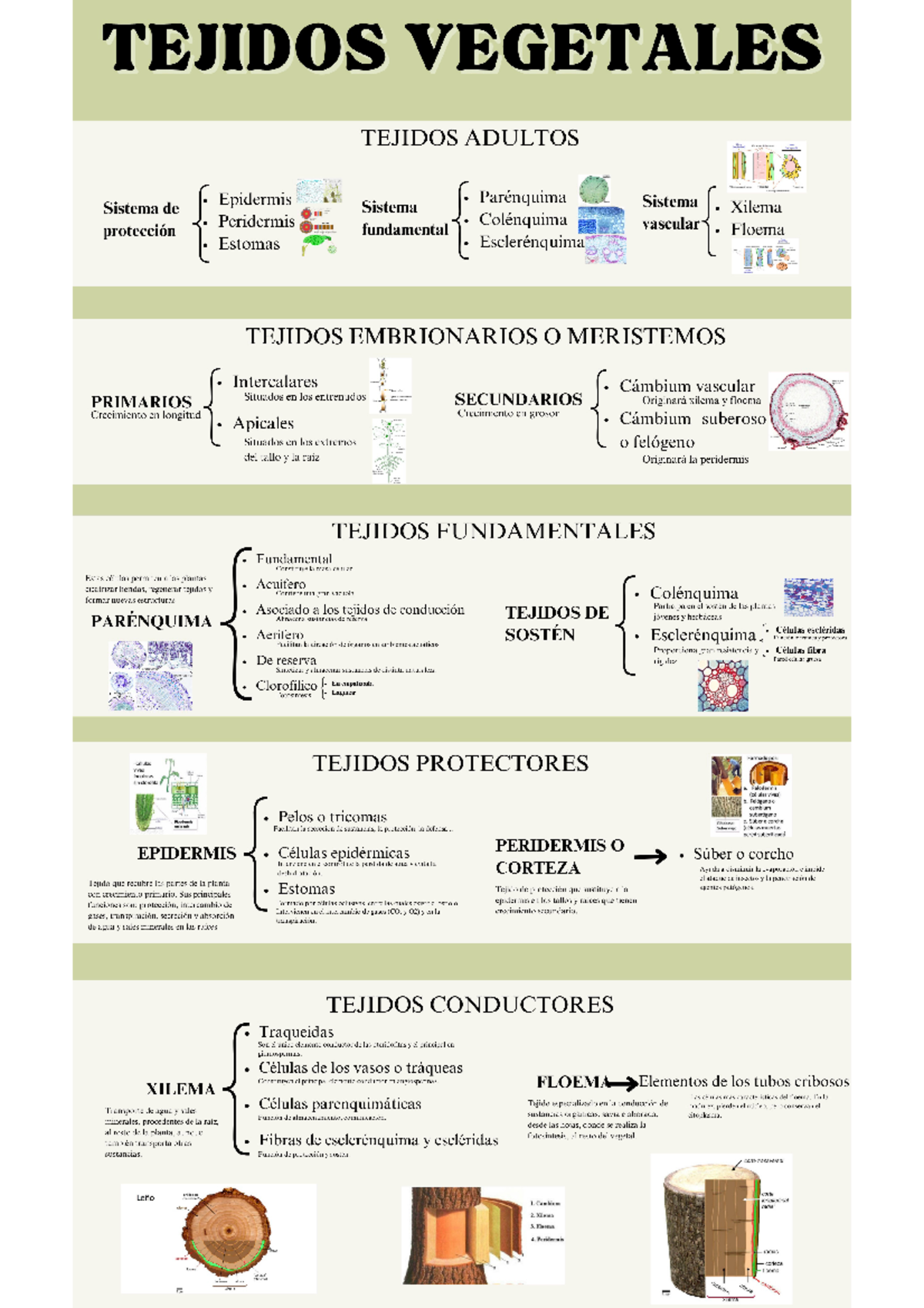 Tejidos Vegetales - Biología Humana y Salud - Studocu