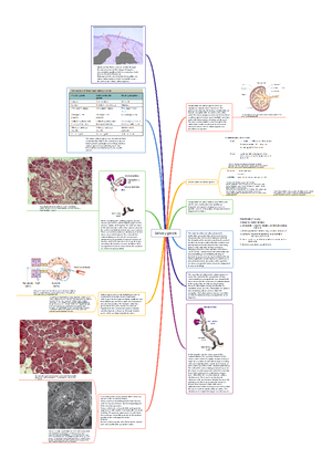 Tooth Morphology - ............. - TOOTH MORPHOLOGY – IOE Page 1 ...